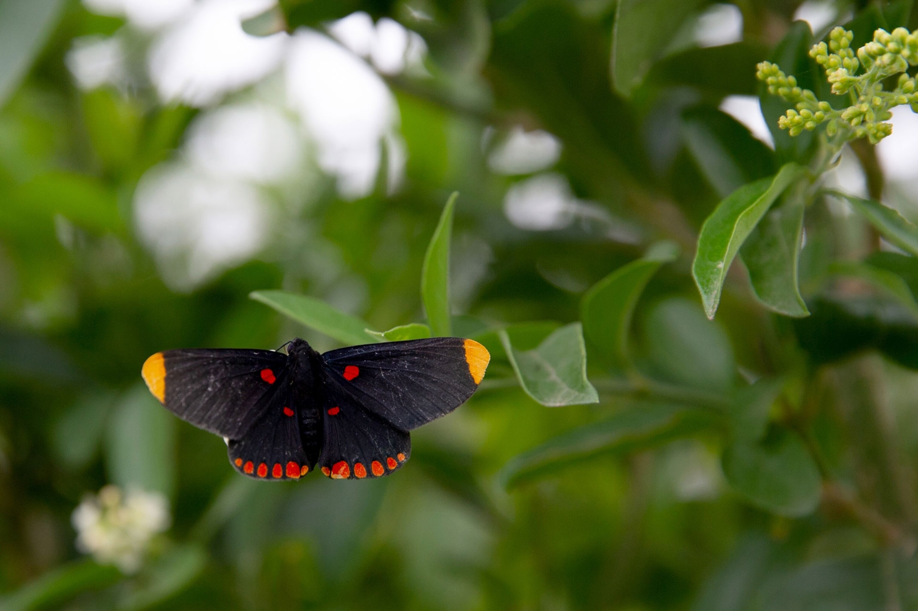 National Butterfly Center threatened by U.S.-Mexico border wall in Texas