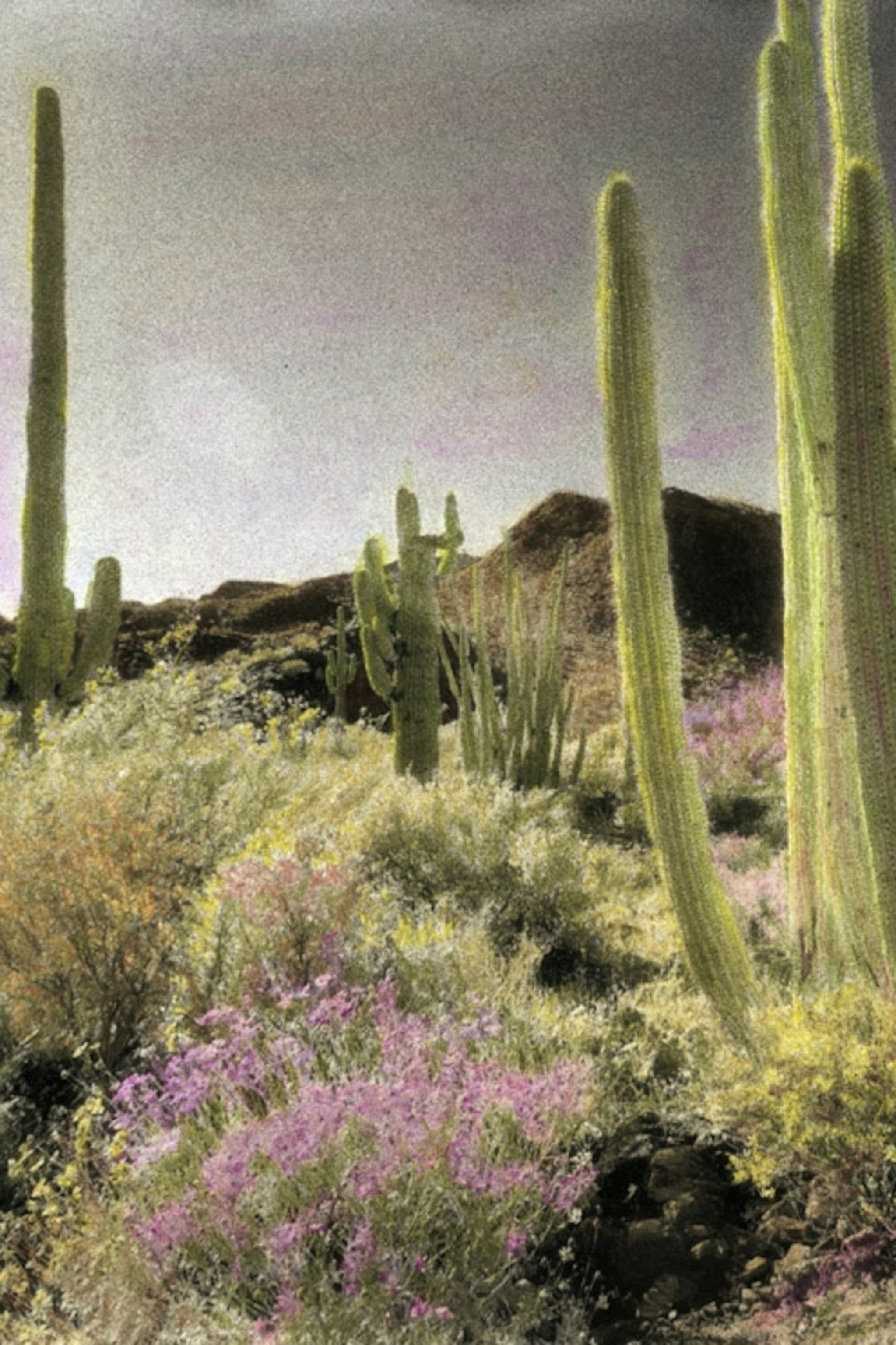 National Geographic Desert Flowers | Best Flower Site