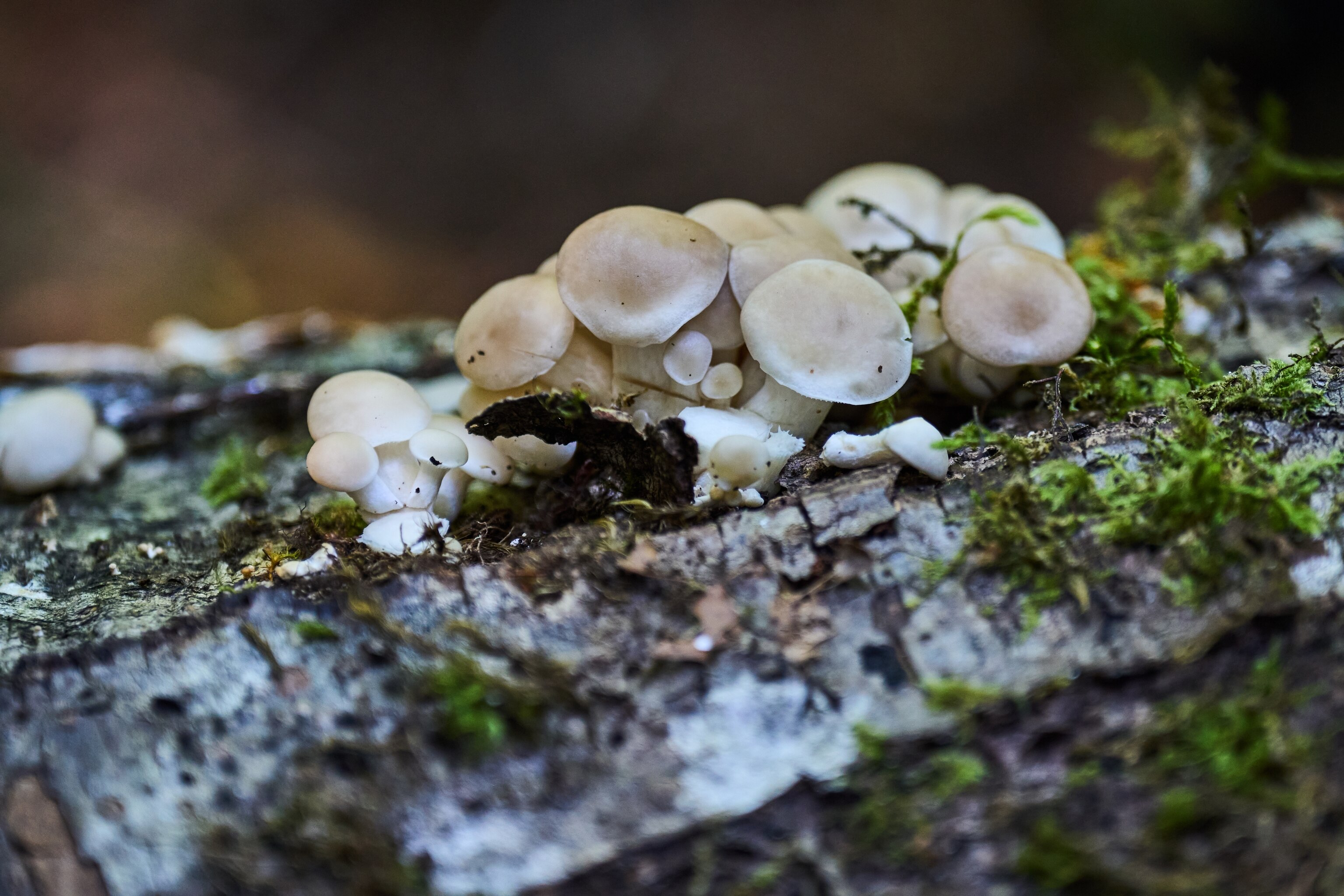 Finding balance and umami in the Olympic National Forest