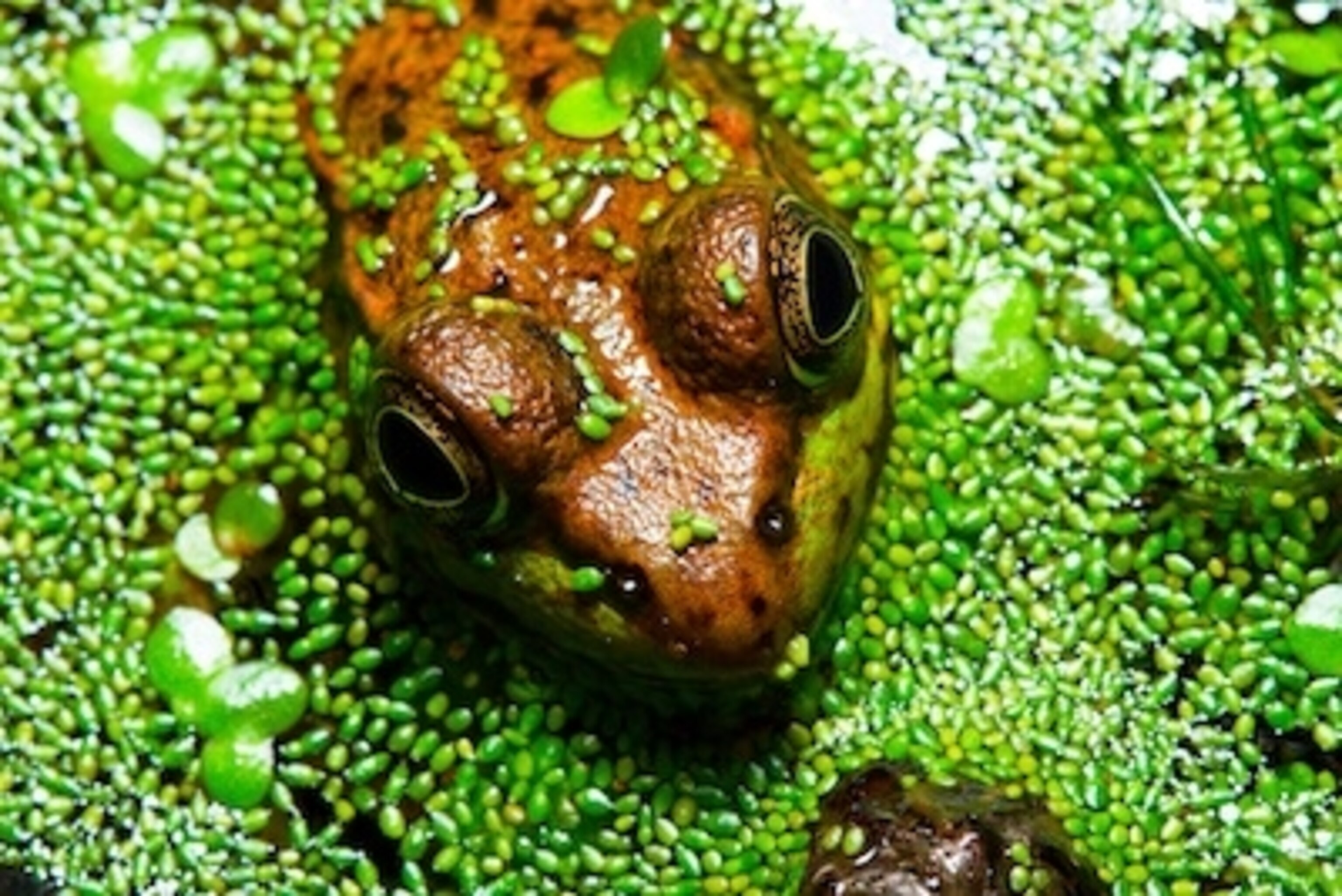 Sex-twisted frogs in the suburbs | National Geographic