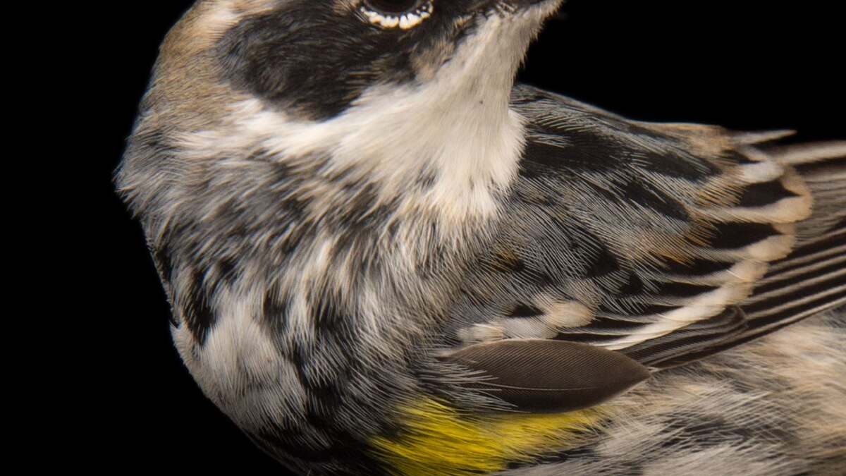 Yellow-Rumped Warbler | National Geographic