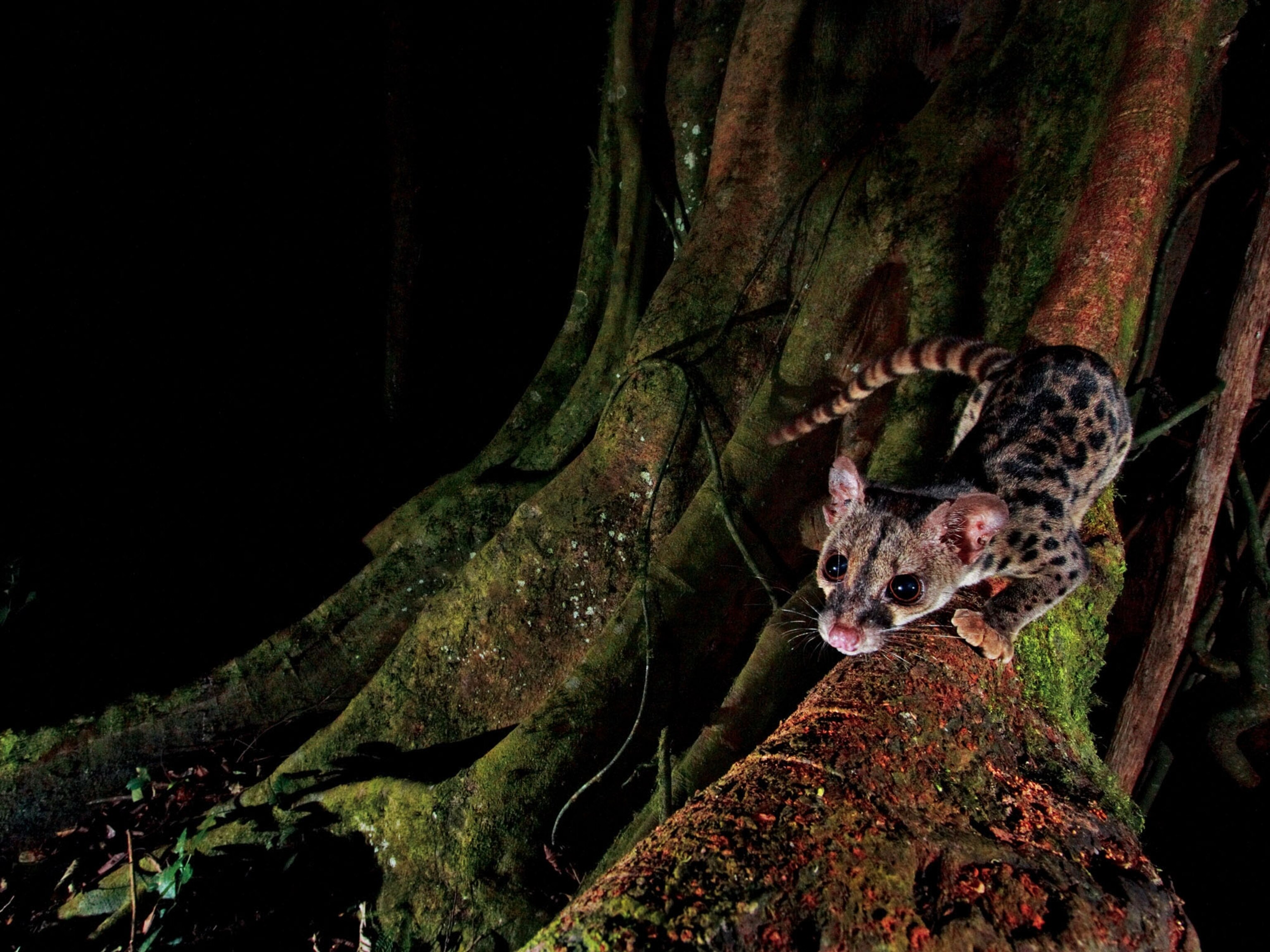 Bioko Island: a threatened African treasure