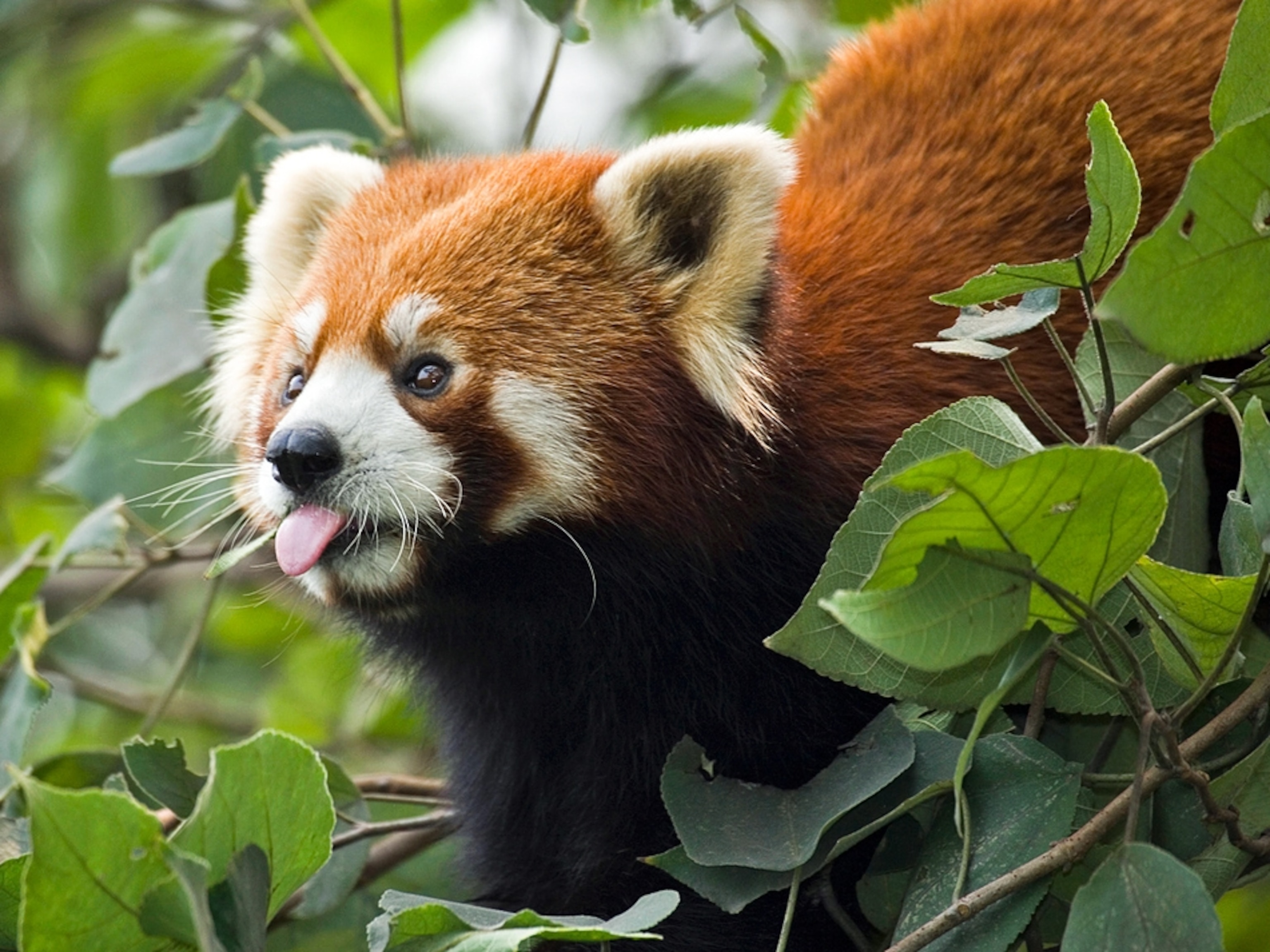 Pictures: 10 Most Threatened Forest Hot Spots Named