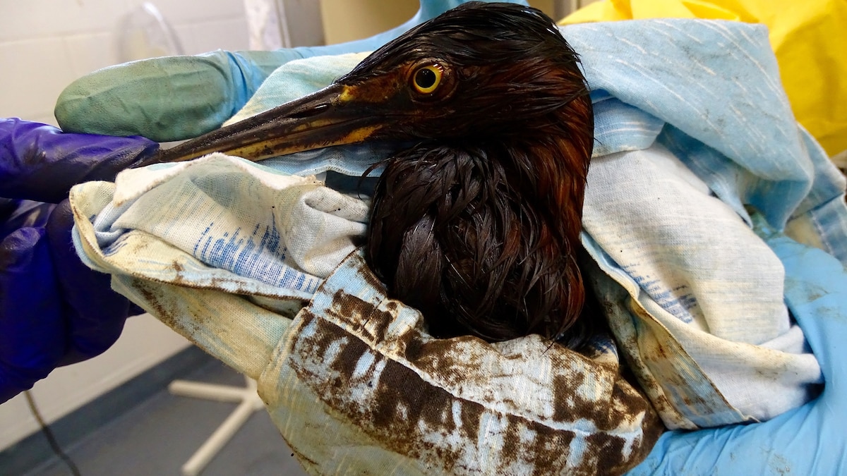 The science behind oiled seabird rehabilitation | National Geographic