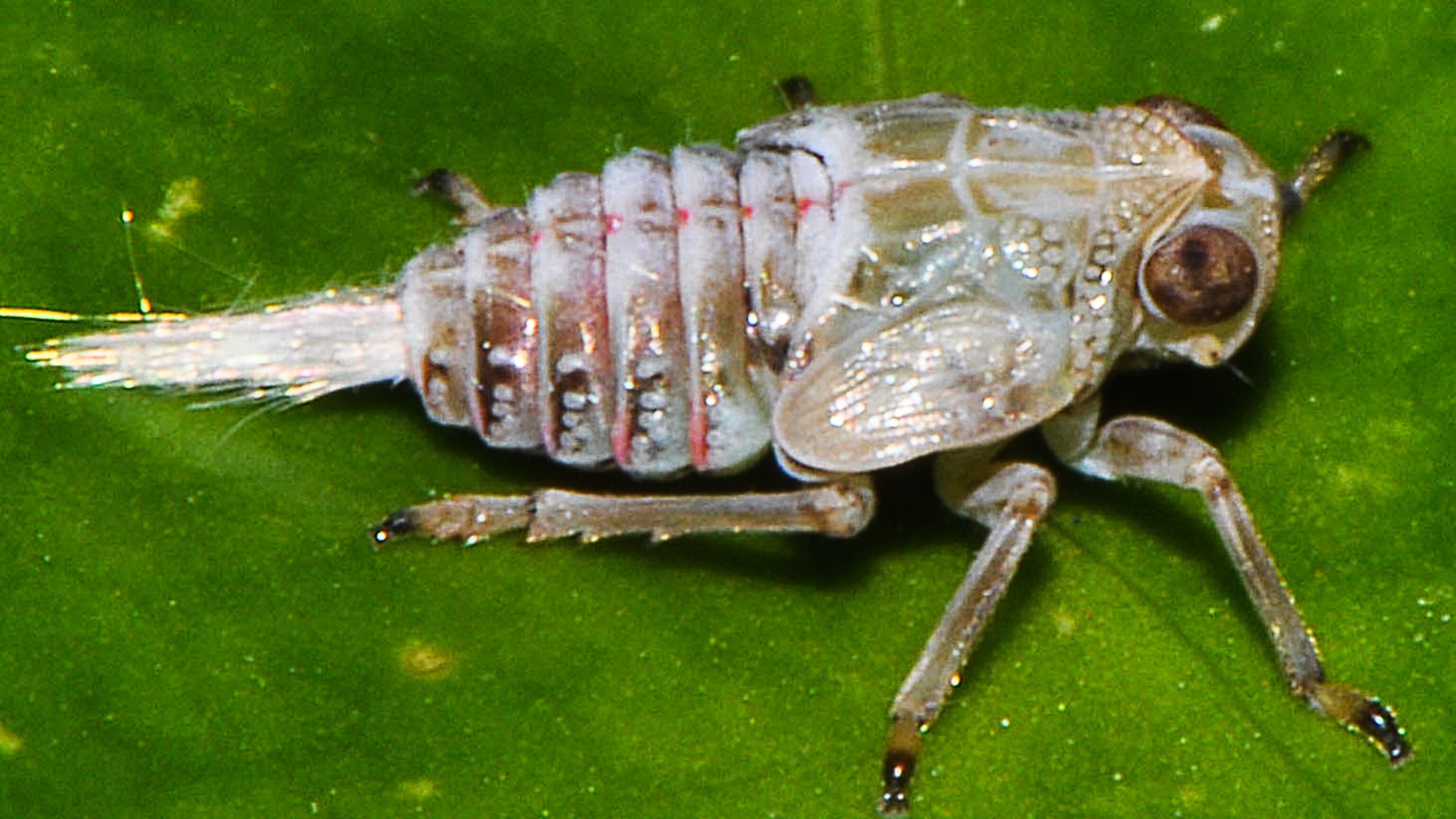 Insects Use Gears in Hind Legs to Jump