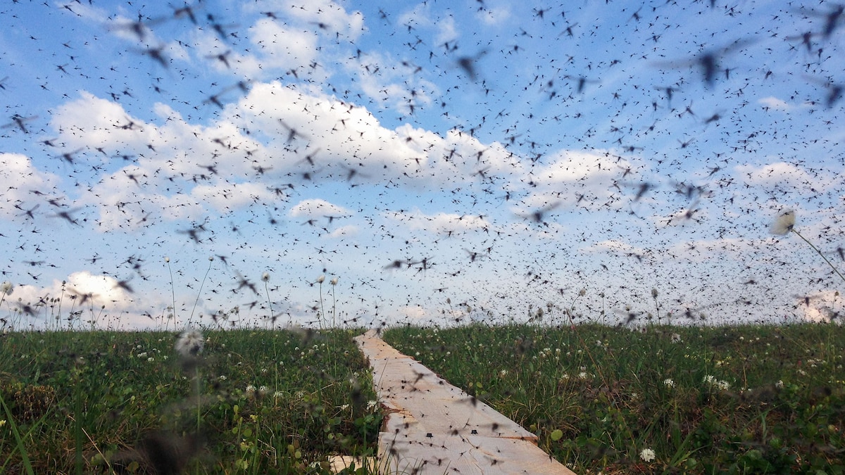 Why the Arctic's Mosquito Problem Is Getting Bigger, Badder | National ...