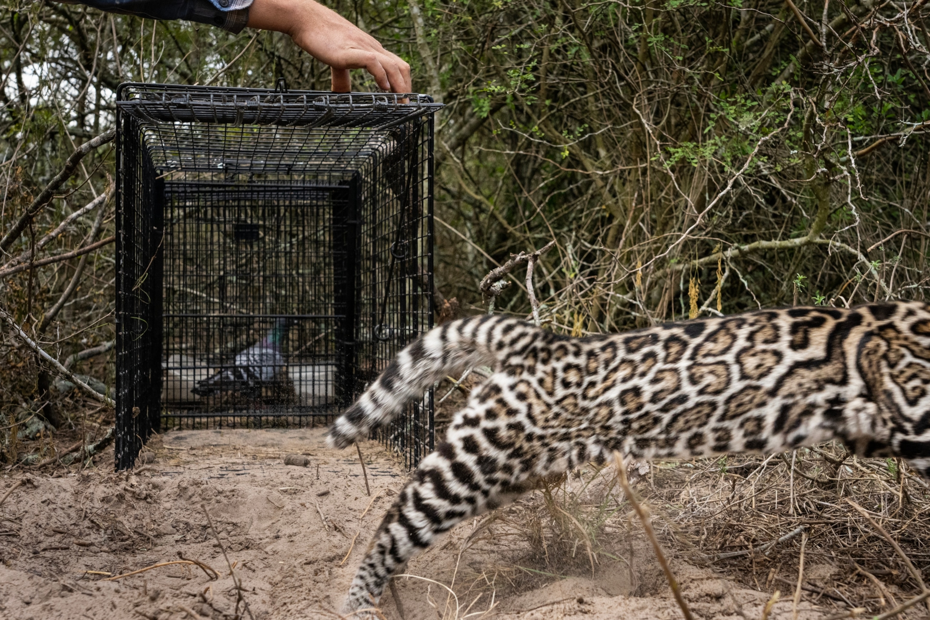 Ocelots once roamed the U.S. Can we bring them back?