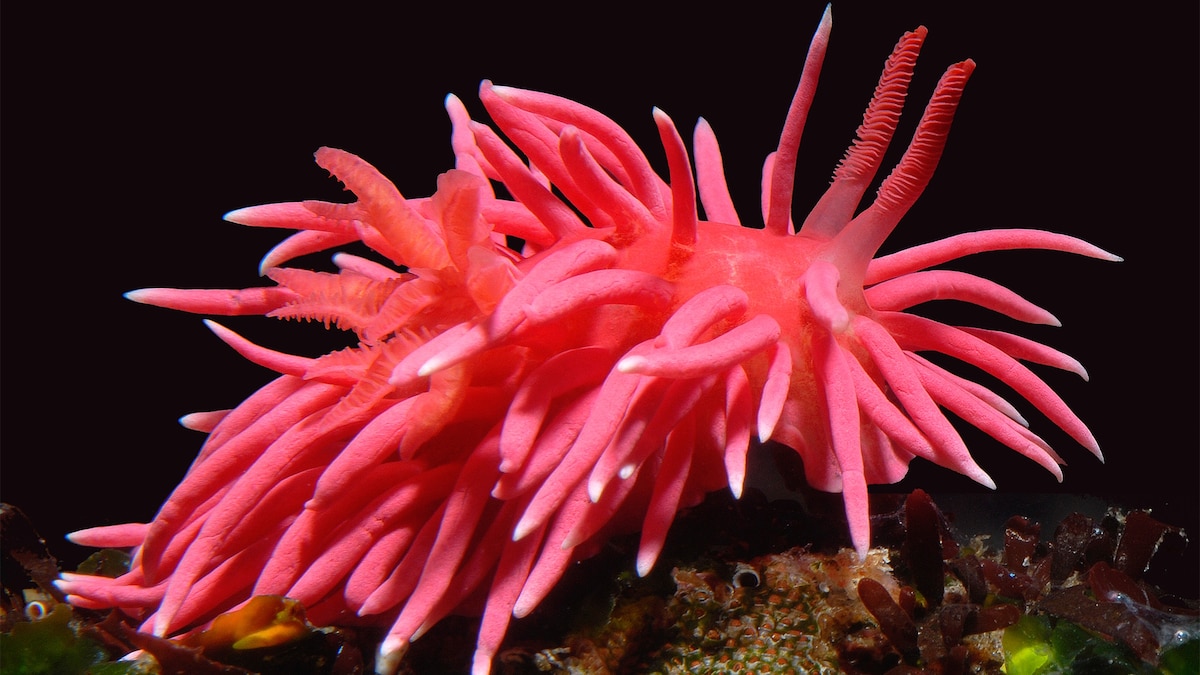 Bright Pink Sea Slugs Invading New Habitats Due to Global Warming ...