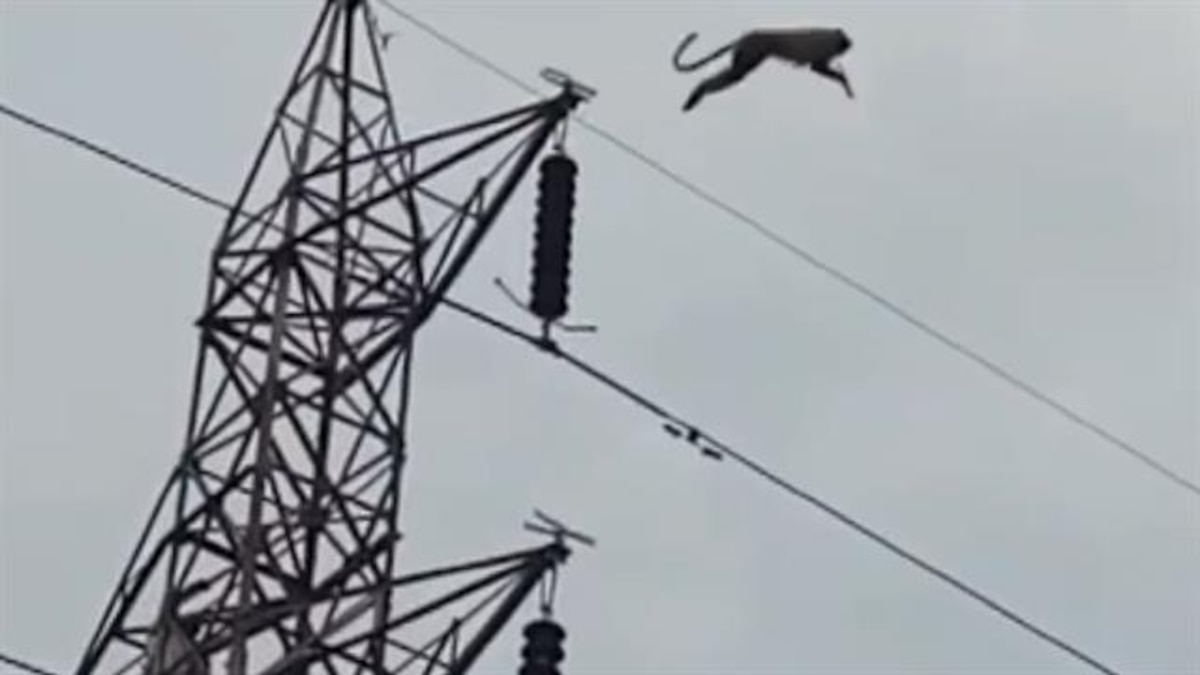 Monkey Survives Death-Defying Leap From Tower—Here's How | National ...