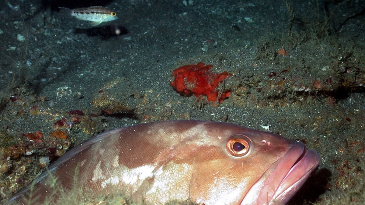 Fish "Engineers" Dig Up Homes for Marine Life | National Geographic