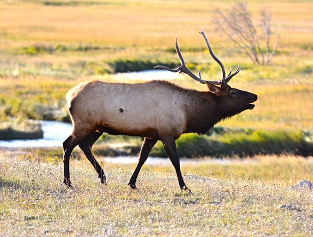 Bull Elk Bugling Steam