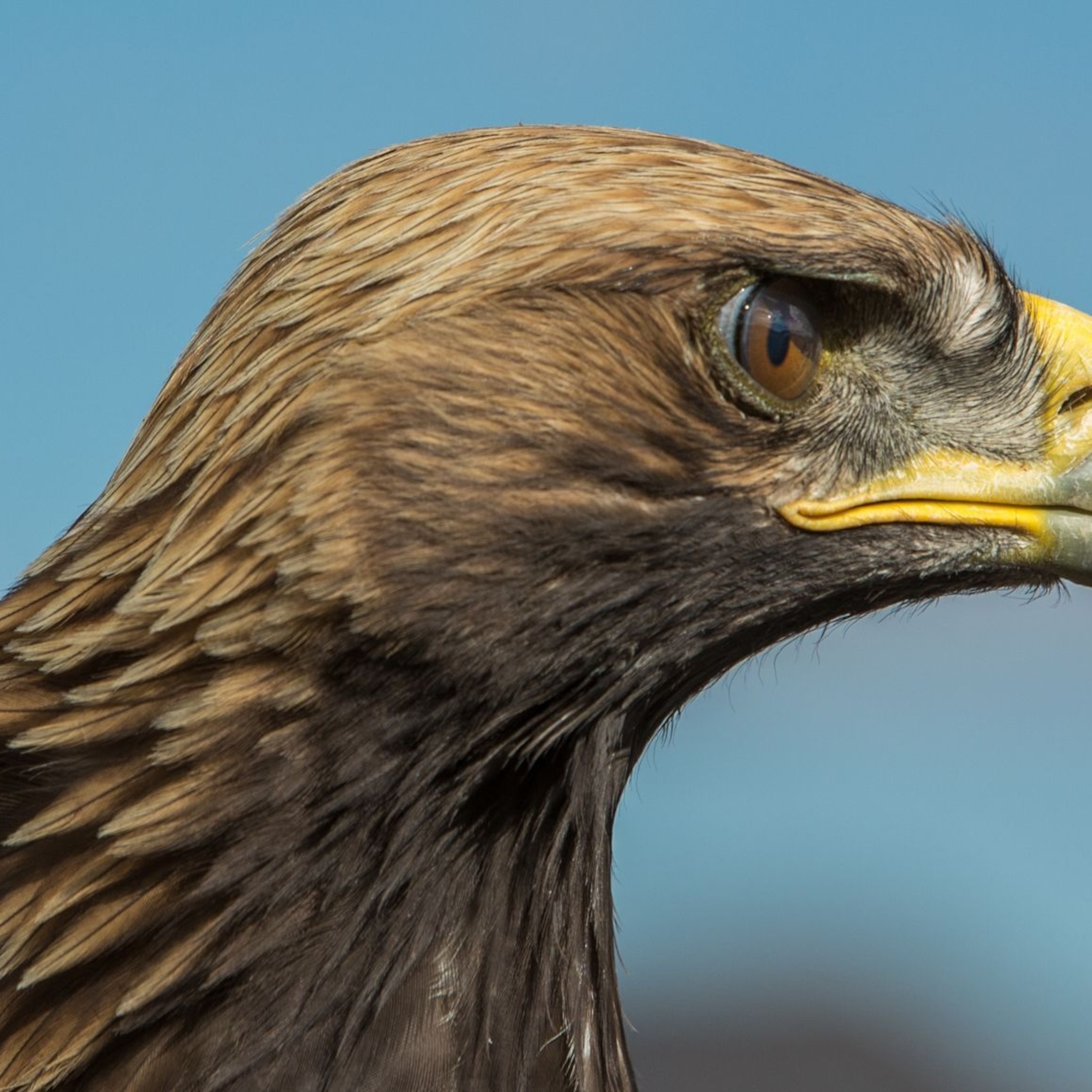 Golden Eagle Beak
