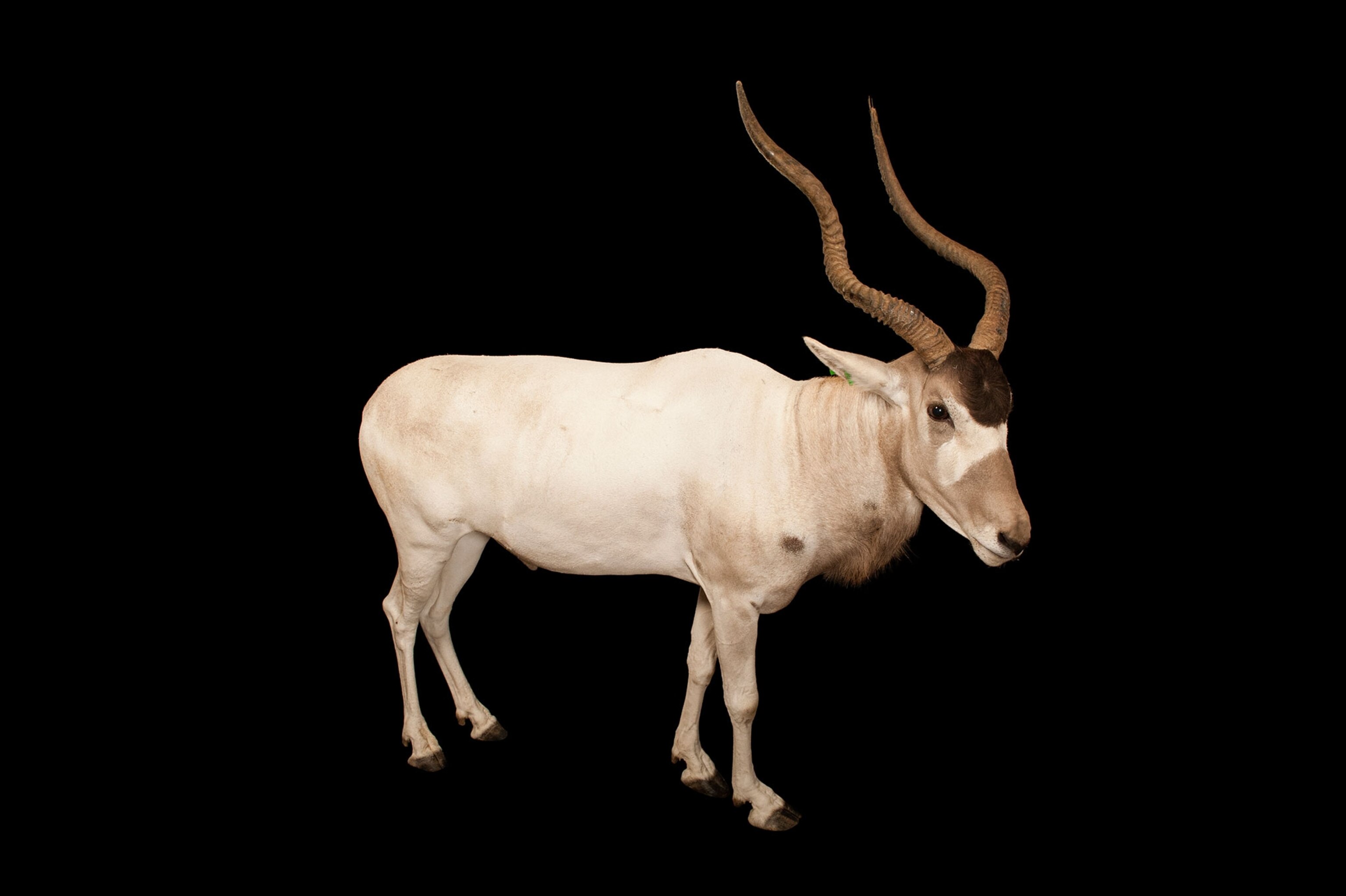 Poaching May Drive These 7 Species to Extinction