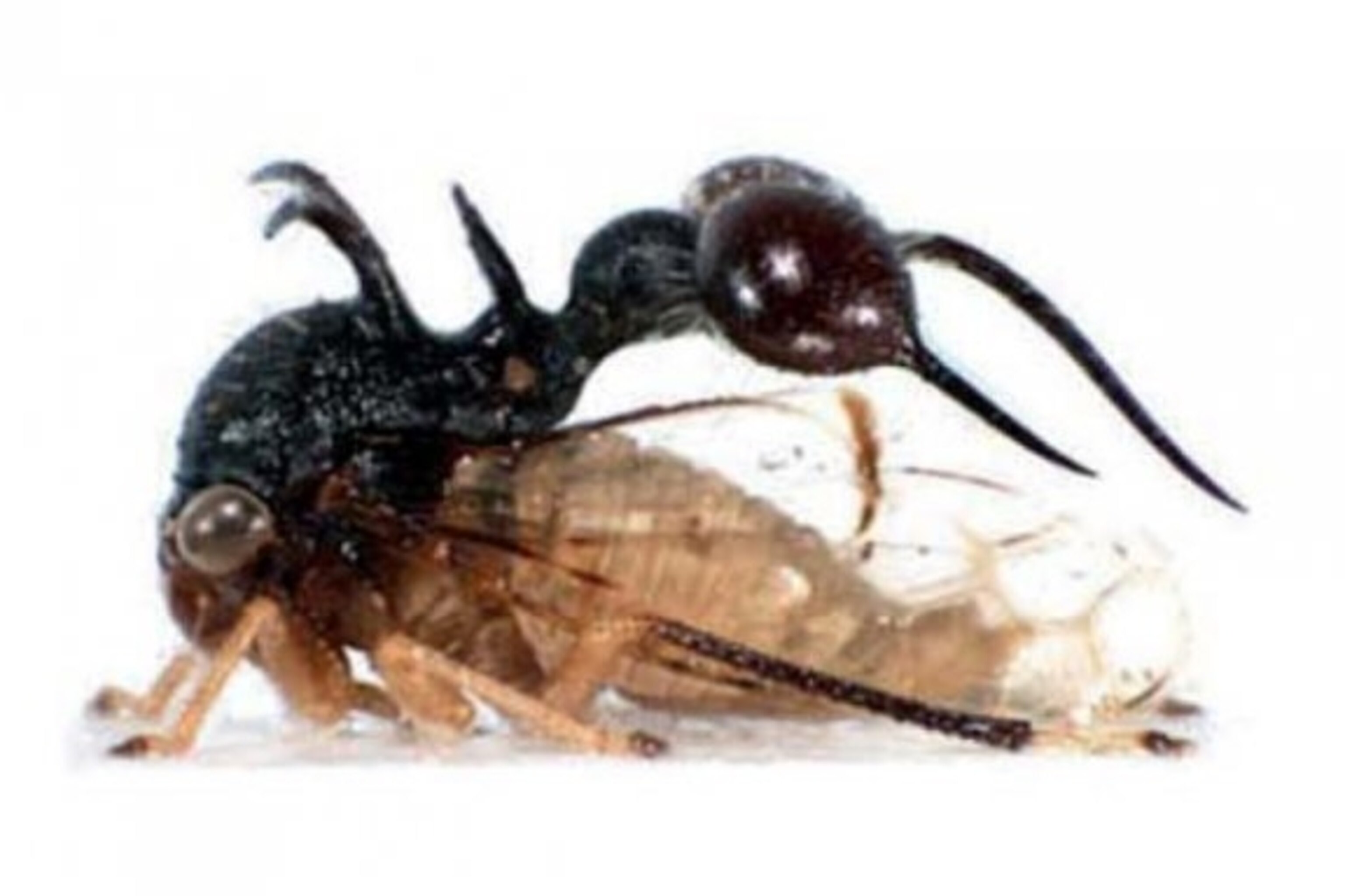 Cyphonia Clavata