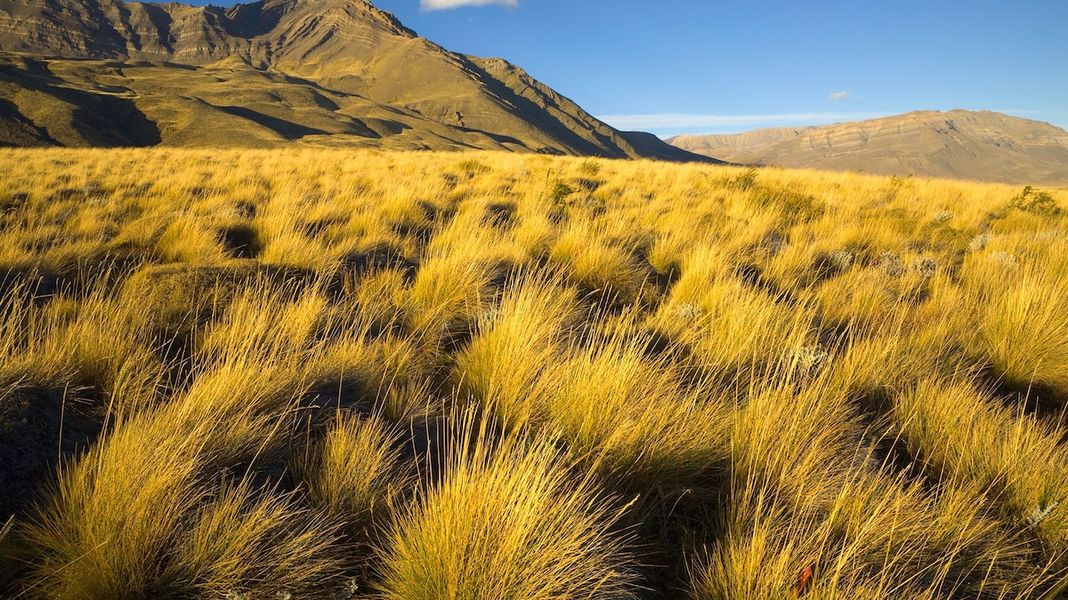 Mountain Range Grass Rocky Mountain Grass Seed By Jonathan Green