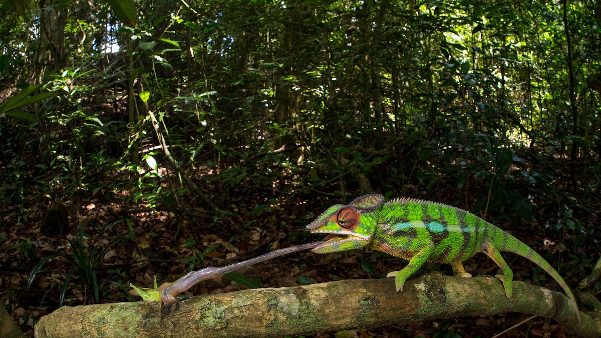 Inside the Secretive World of Florida’s Chameleon Catchers | National ...
