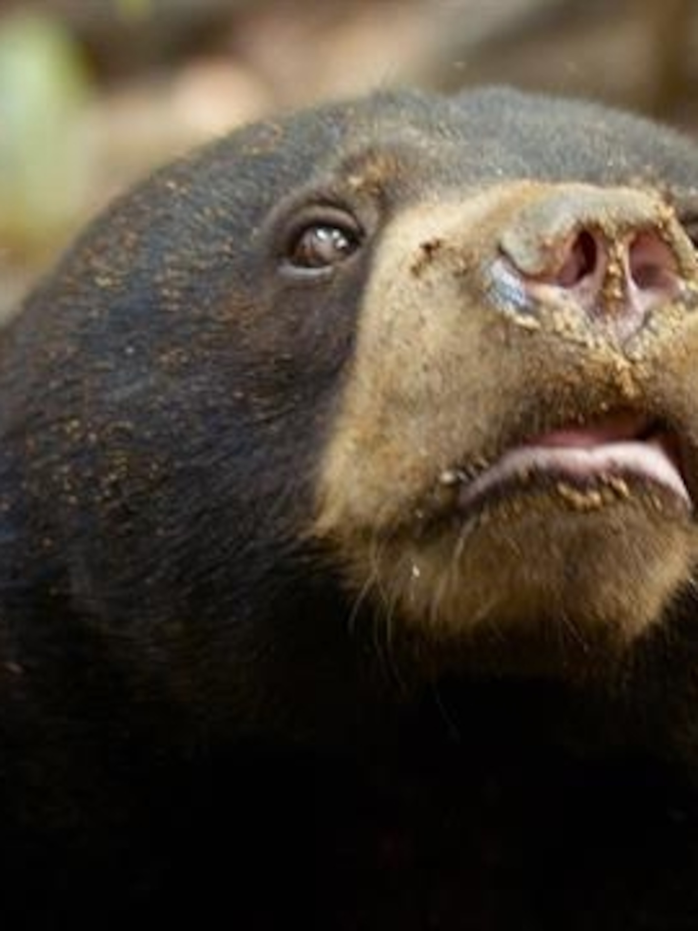 Bear With Down Syndrome