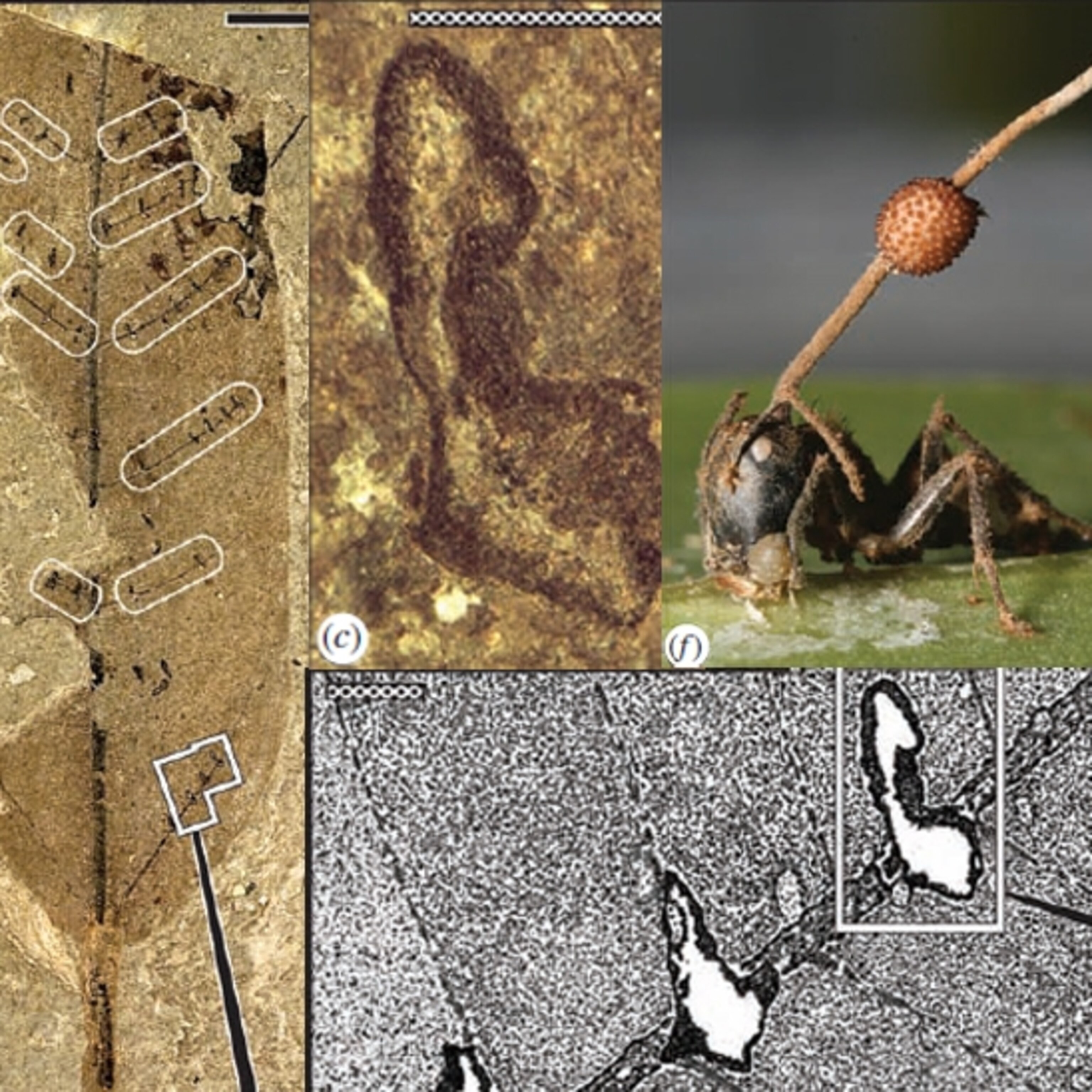 Pocket science – swordfish and flatfish are close kin, and ancient ...
