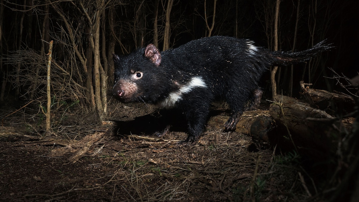 Can Tasmanian Devils Beat Cancer of the Face? | National Geographic