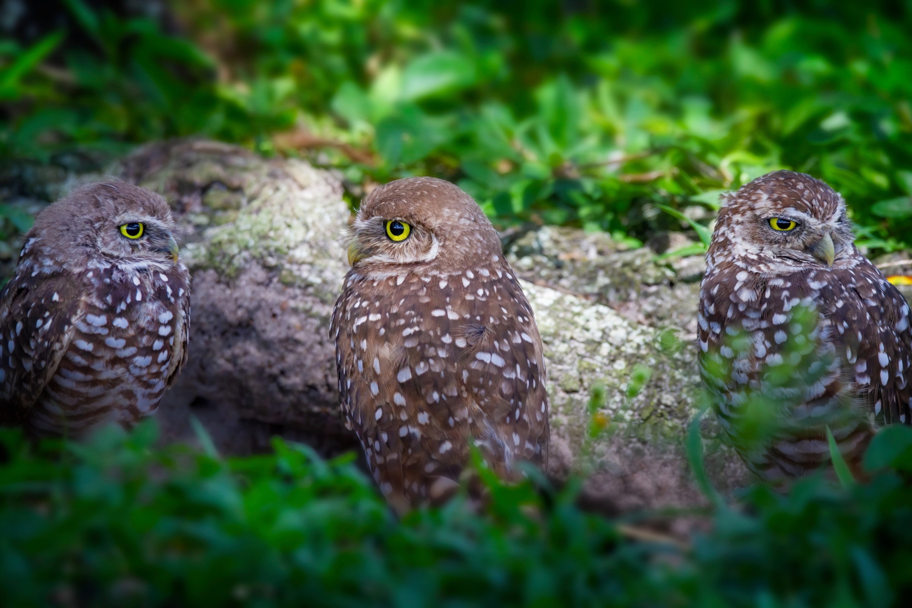 Not just a mascot: The real owls of Florida Atlantic are underdogs too.