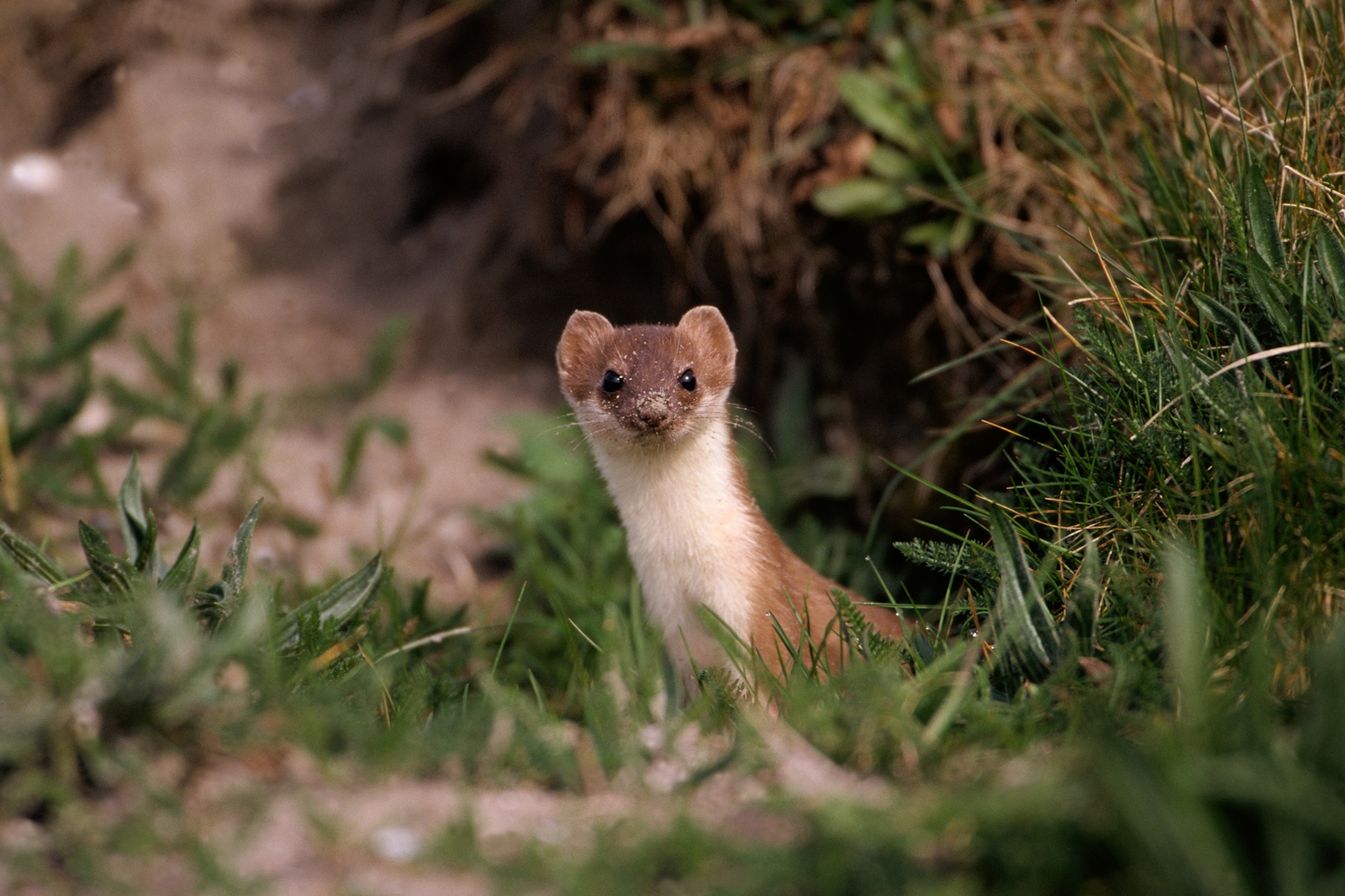 Five Small Animals That Messed With Big Science