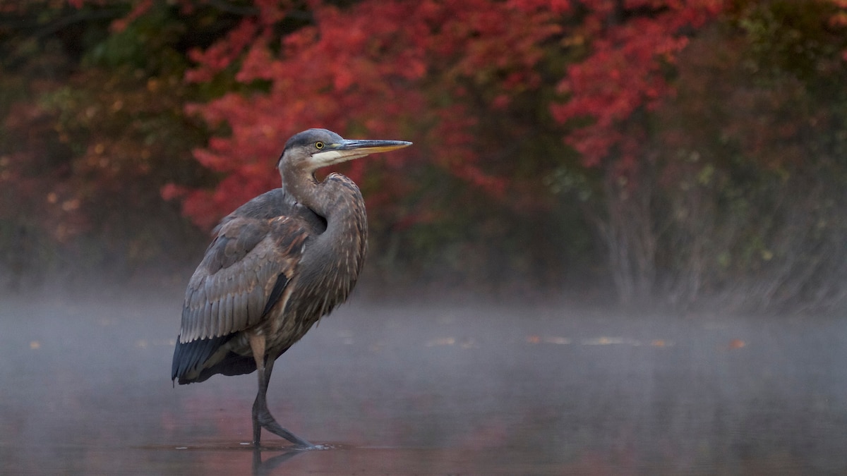 See Why Thoreau's Walden Still Inspires | National Geographic