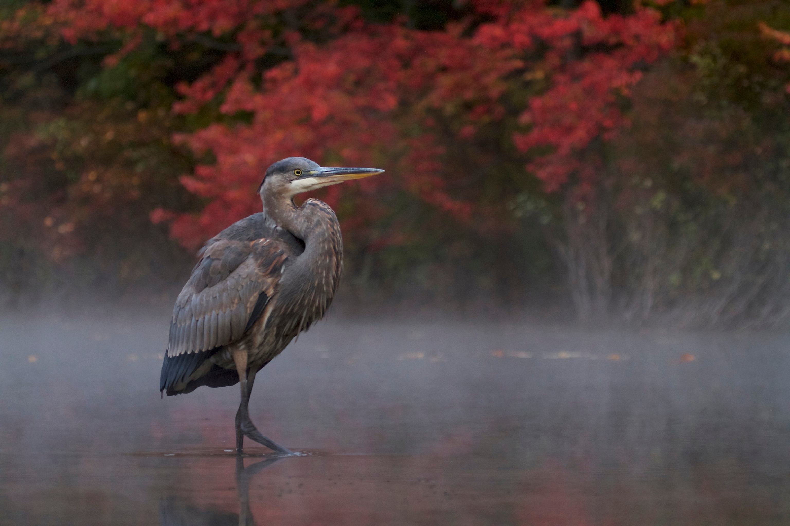 See Why Thoreau's Walden Still Inspires