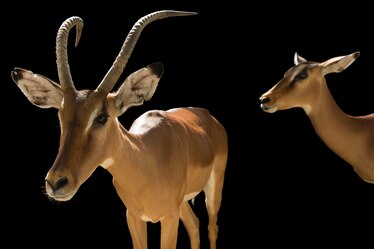 Impala Animal Wallpaper