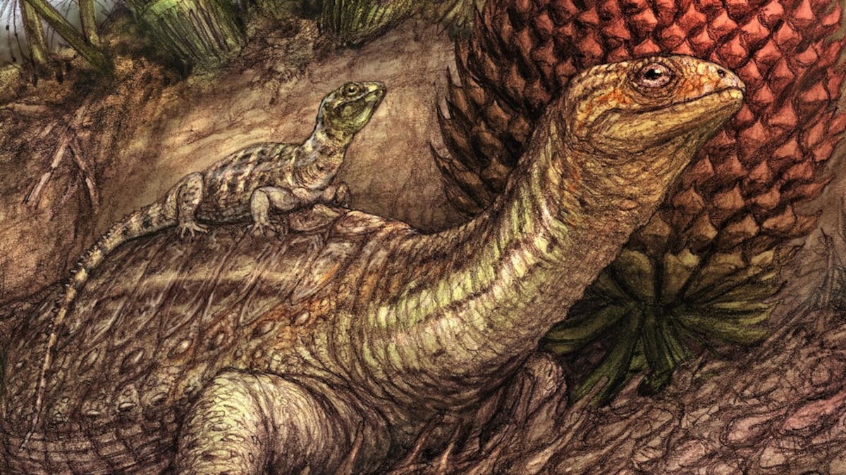 'Ridiculously rare' case of cancer found in fossil turtle | National ...