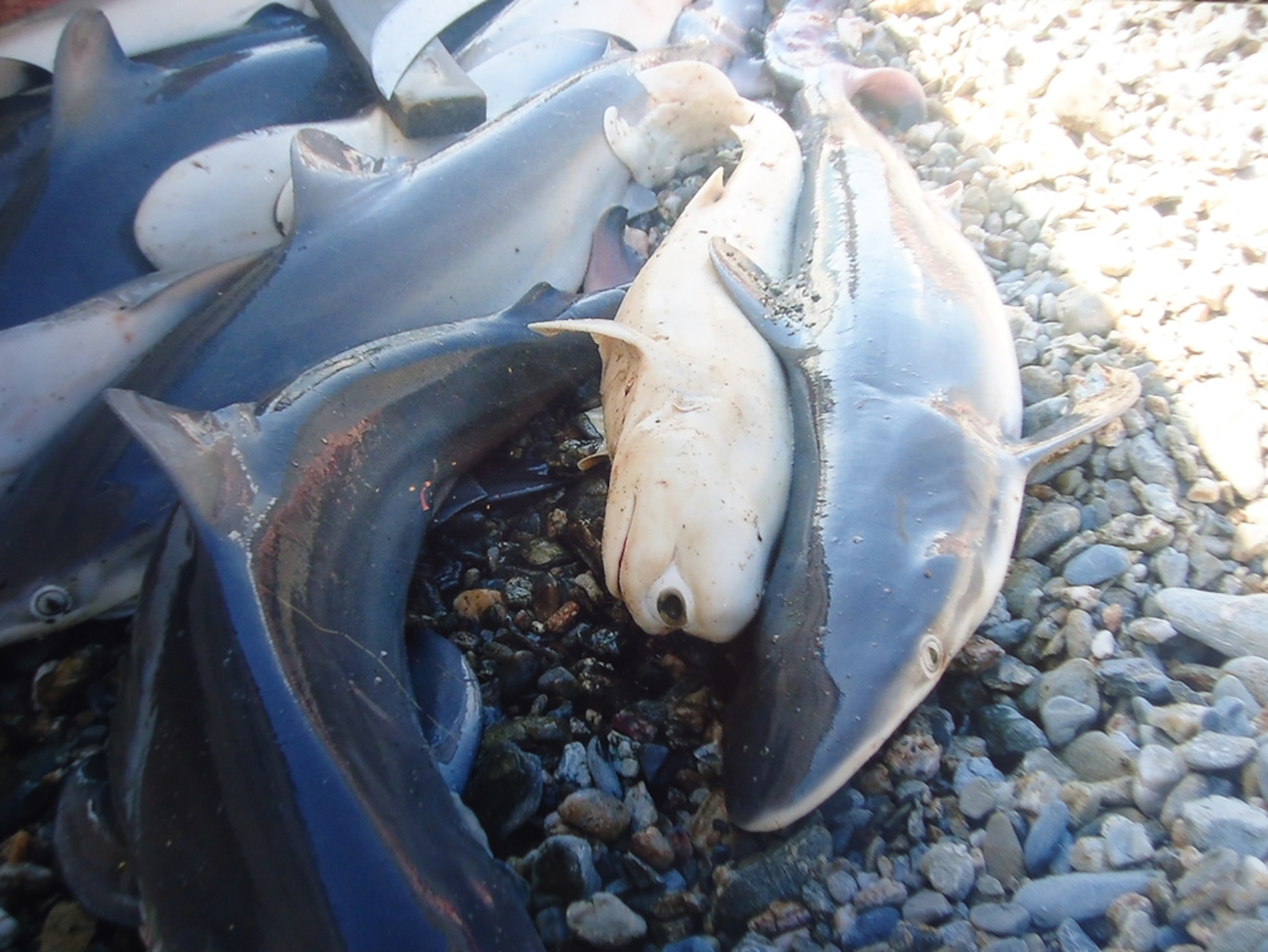 Pictures: Rare "Cyclops" Shark Found
