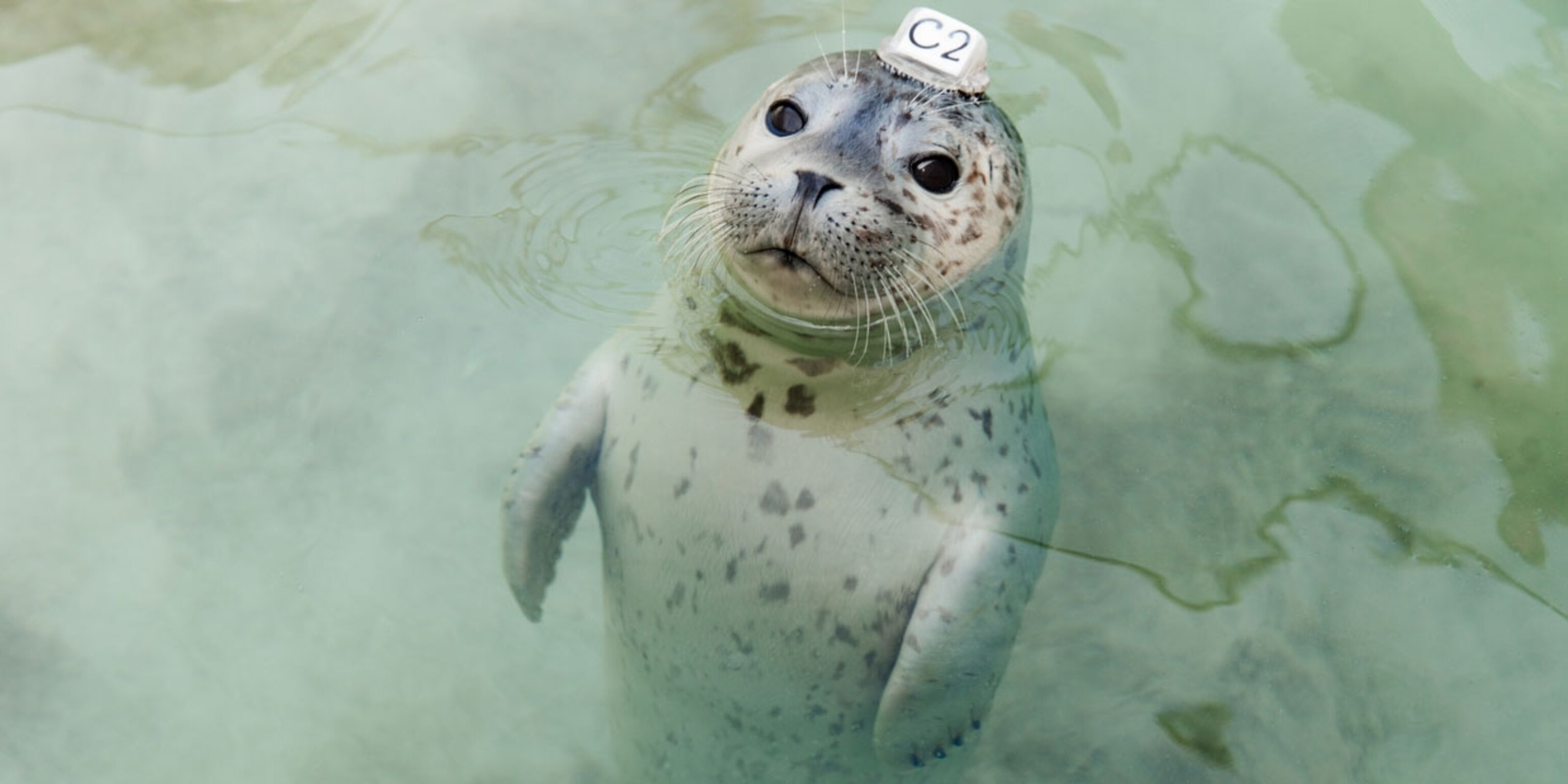 Corey Arnold Photography