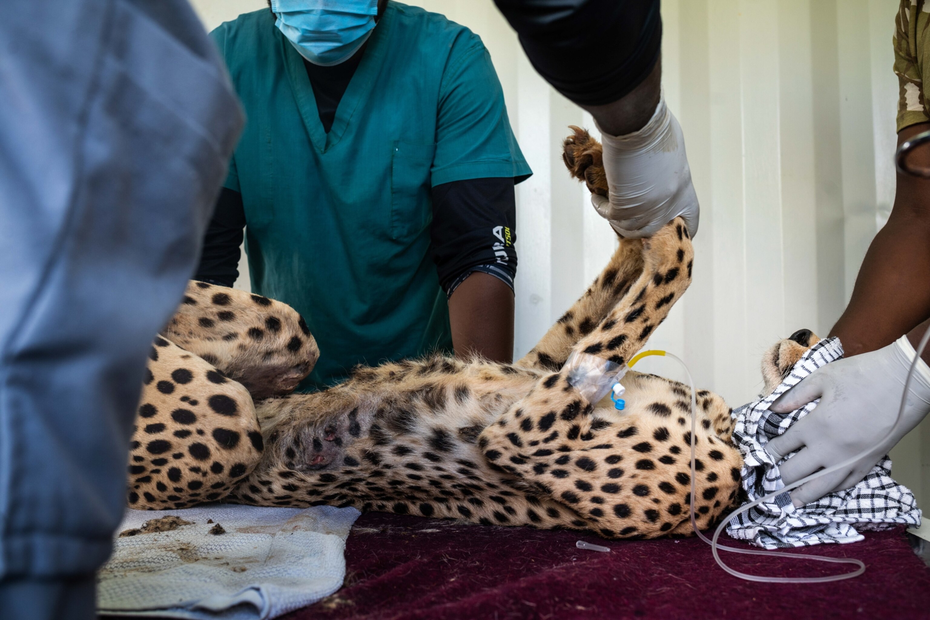 Photographing the sleepless, three-day effort to save an injured cheetah