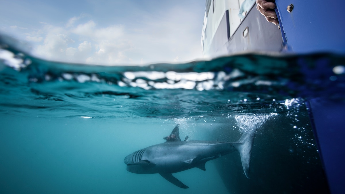 Meet Simon and Jekyll, two great white sharks on a 4,000-mile journey ...