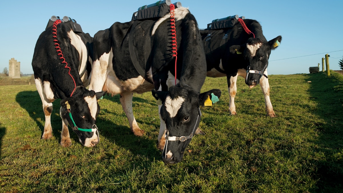 Burp by Burp, Fighting Emissions from Cows | National Geographic
