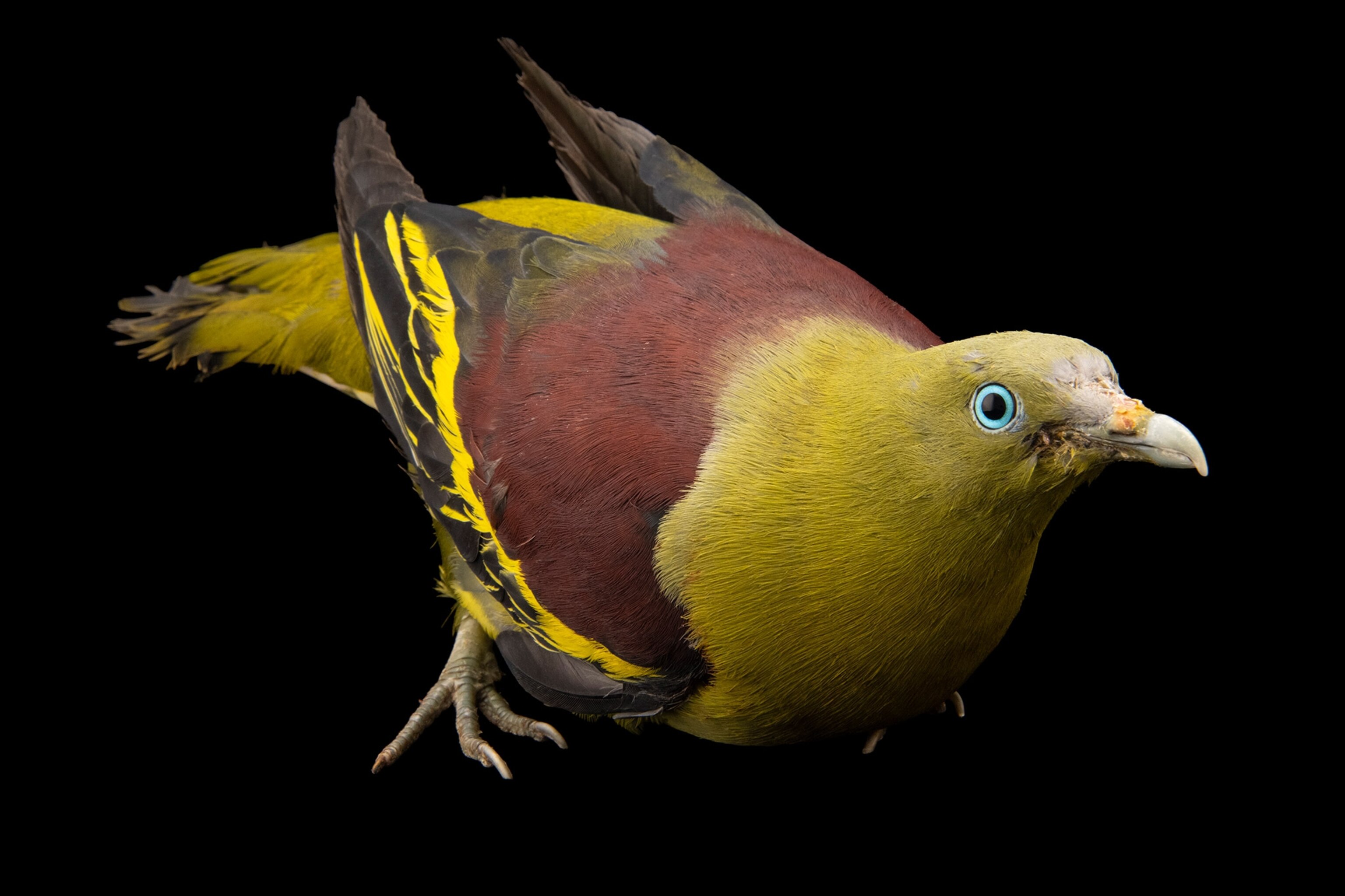 Forget everything you think you know about pigeons