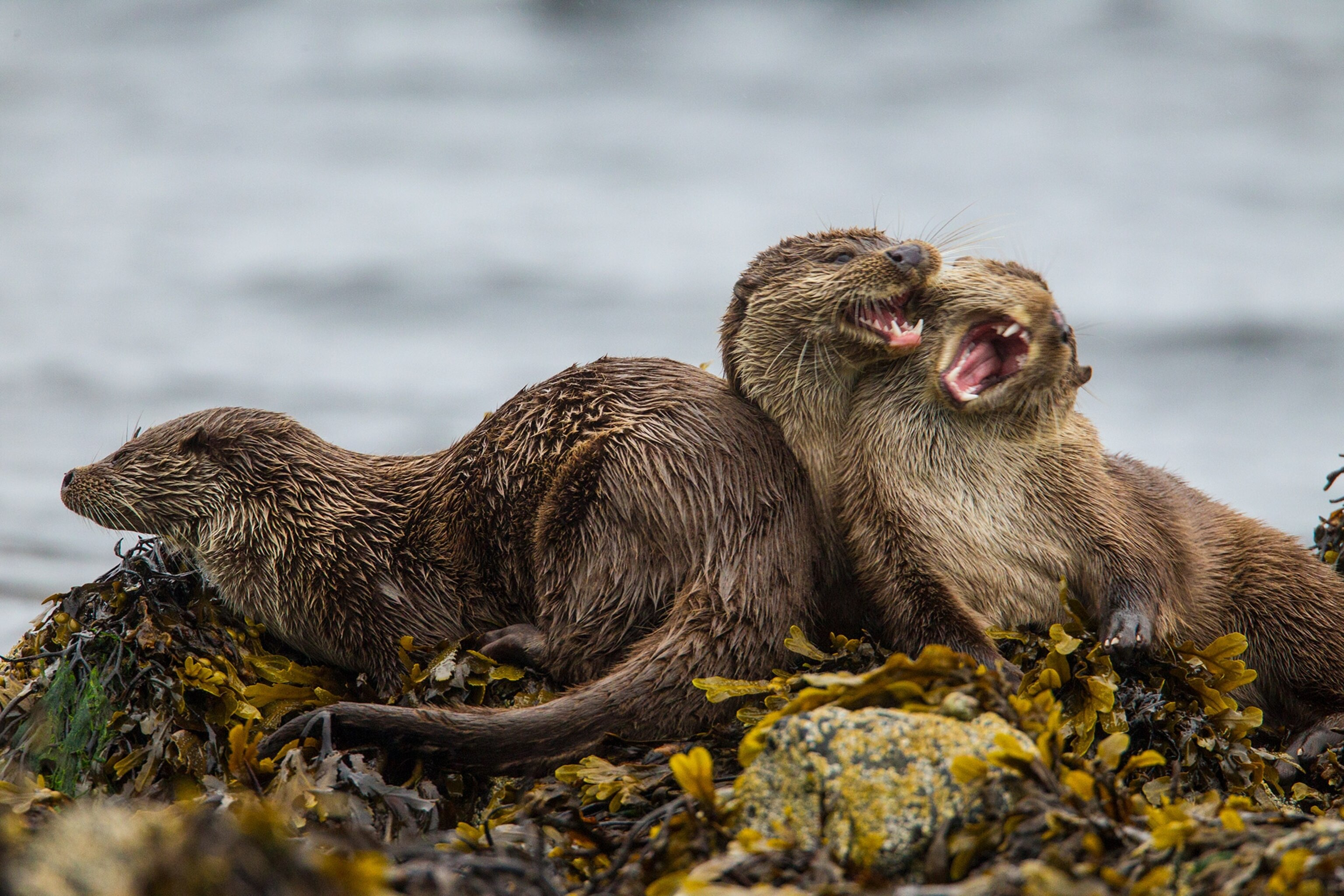Sea otters use tools, too. Now scientists look at their 'archeology'