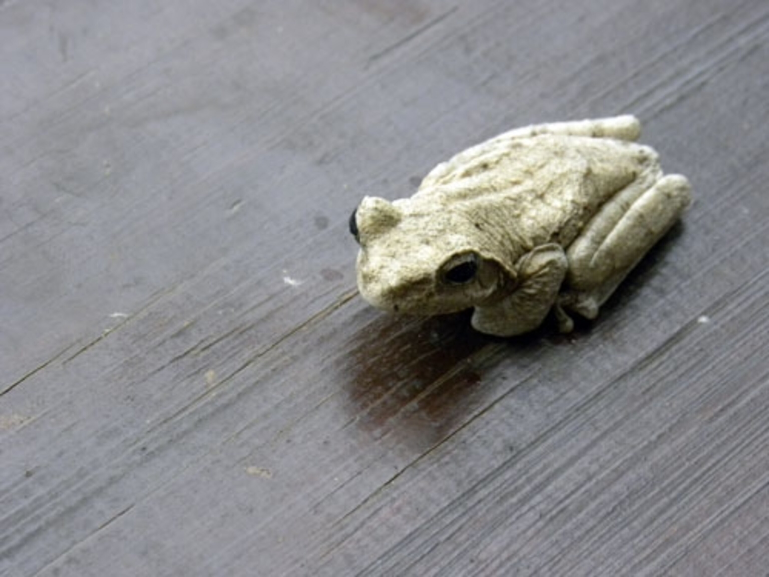 South African wildlife – Foamy nest frog | National Geographic