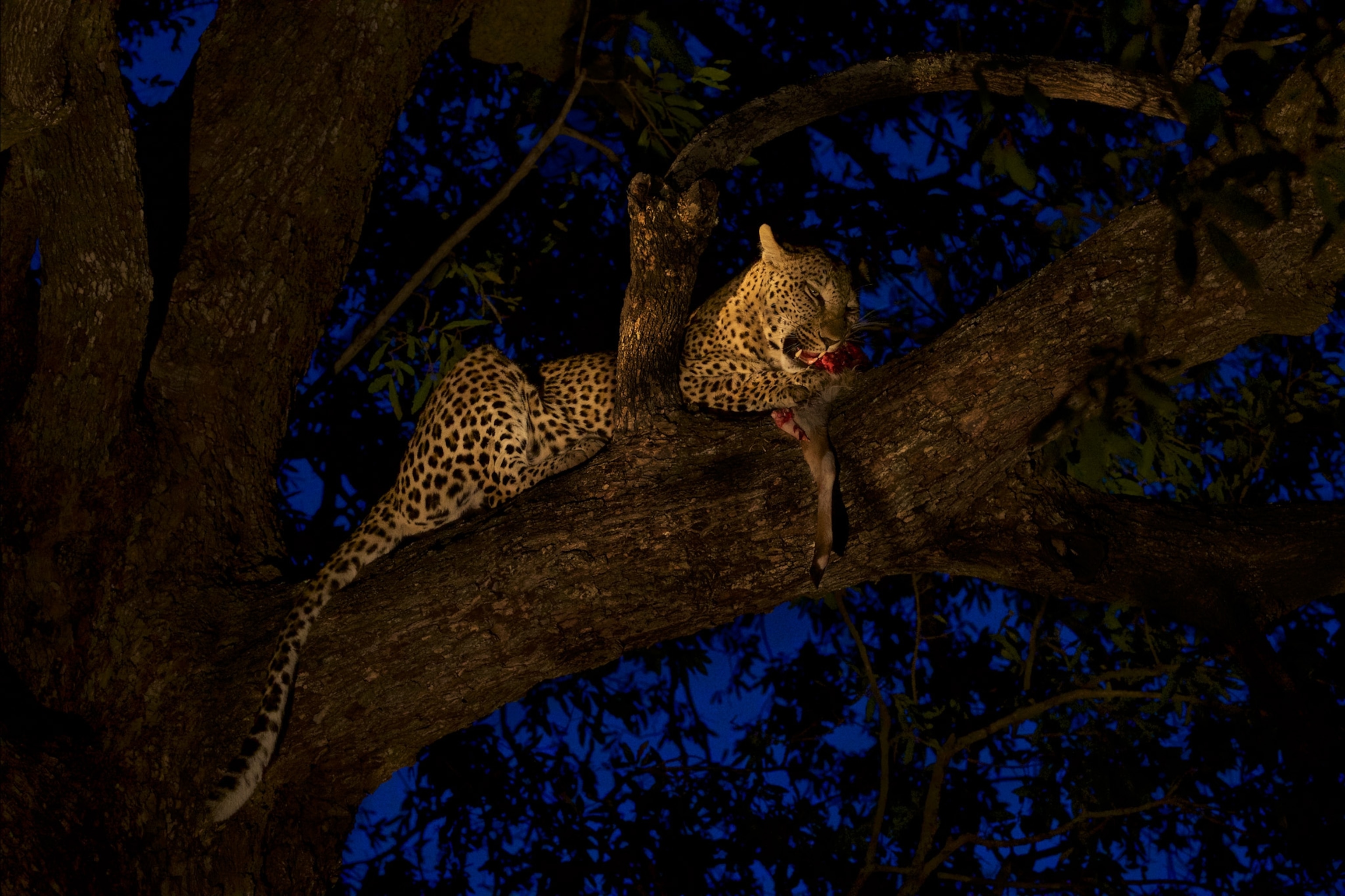 14 Incredible Photos of African Predators in Action