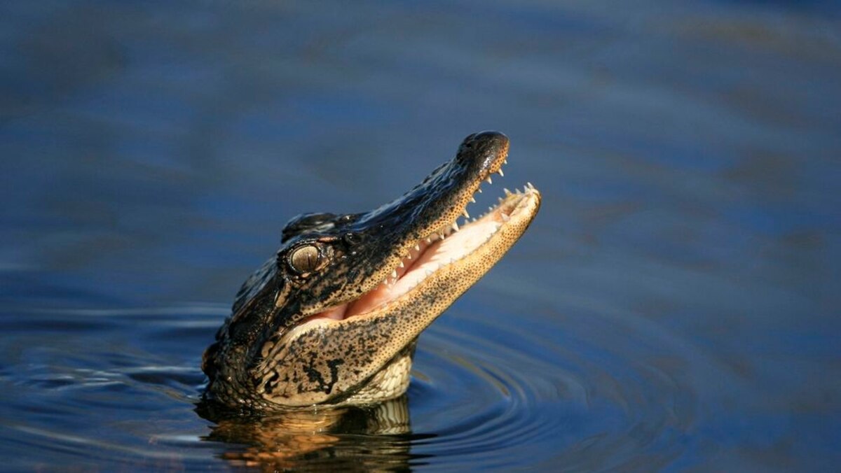 Alligator "Feeding Frenzy" Video Shows Teamwork | National Geographic