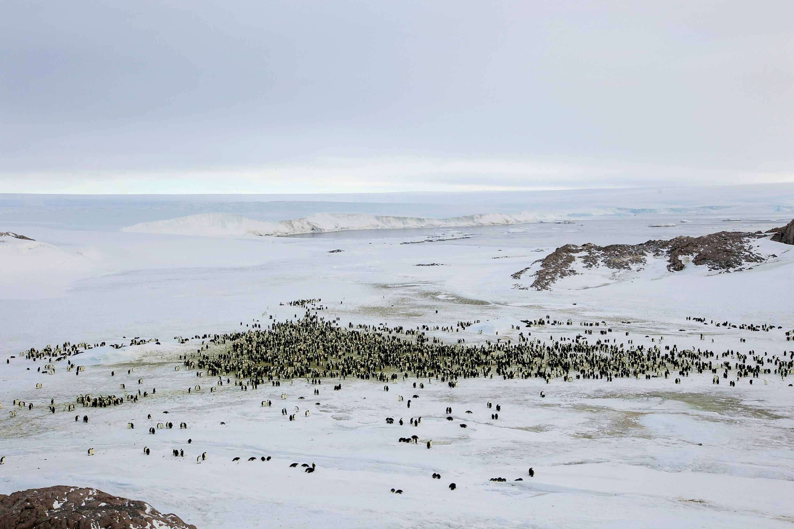 Animals From Space: Polar Bears, Penguins Tracked Via Satellite
