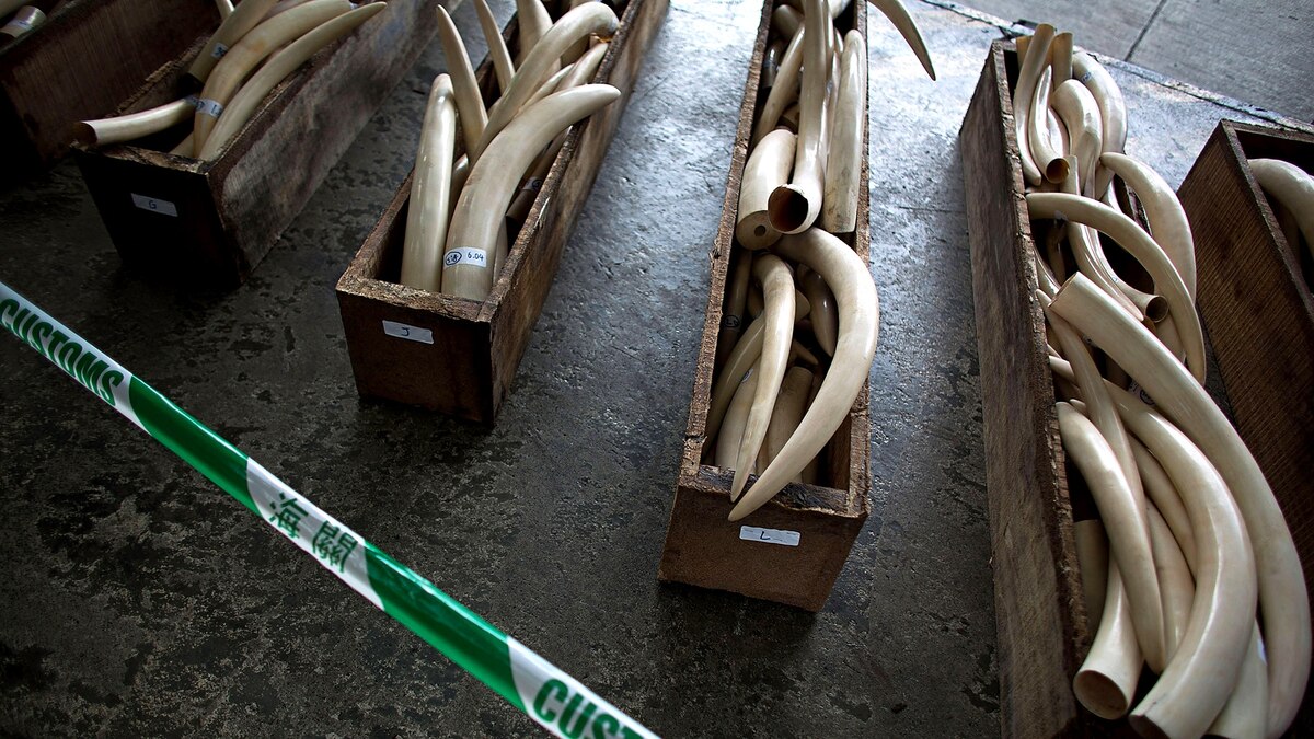 Ivory and Hornbill Smuggling Attempt Foiled | National Geographic