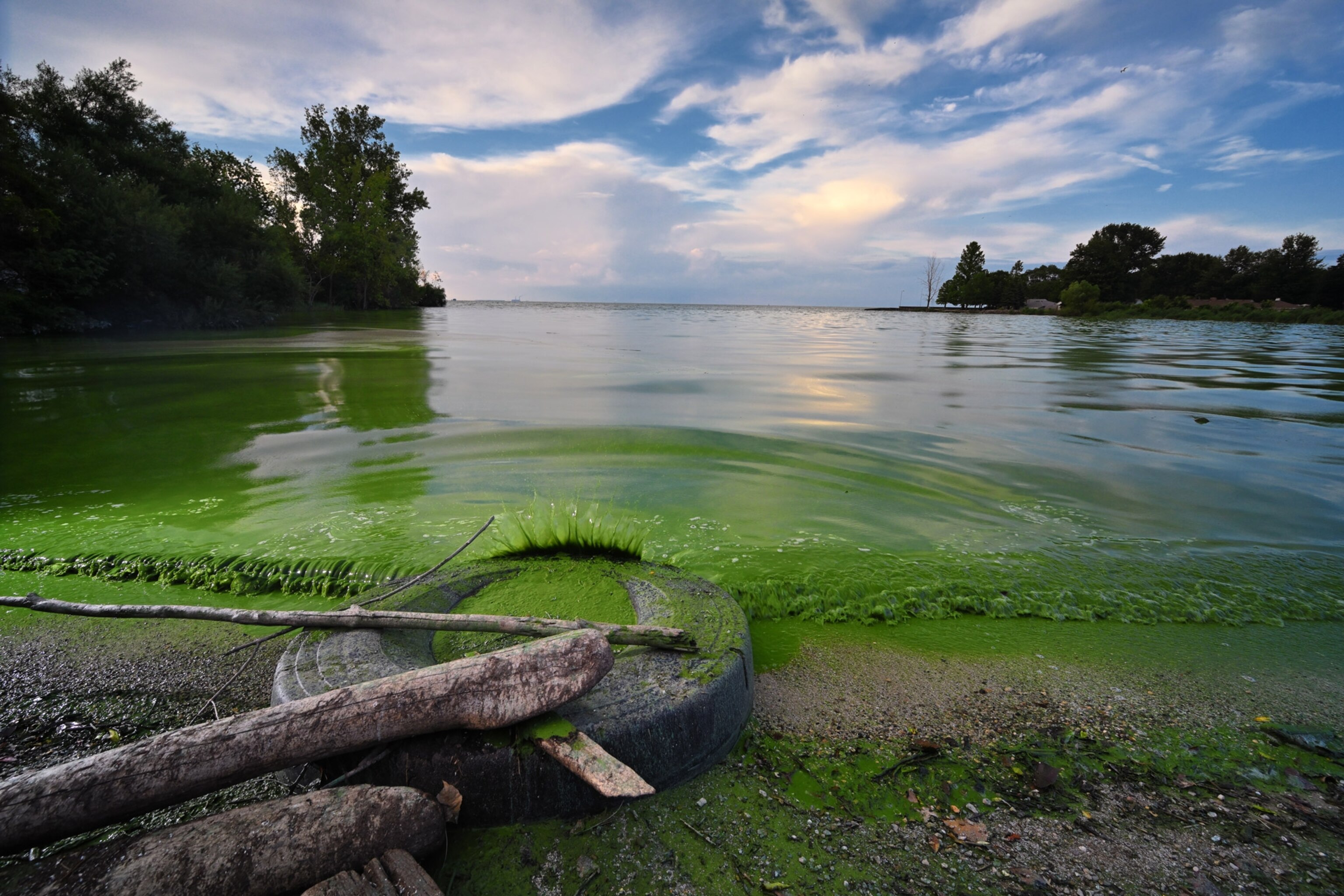 This ferocious water flea is mauling the Great Lakes