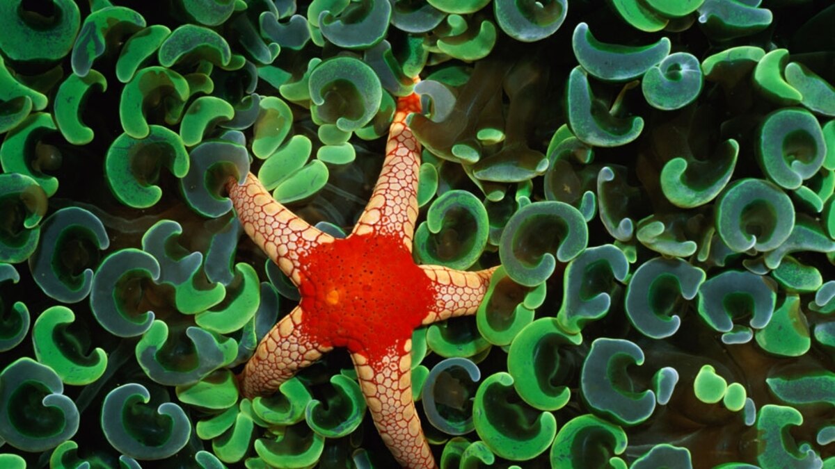 Sea Star Photos, Sea Urchin Pictures, Wallpaper, Gallery -- National ...