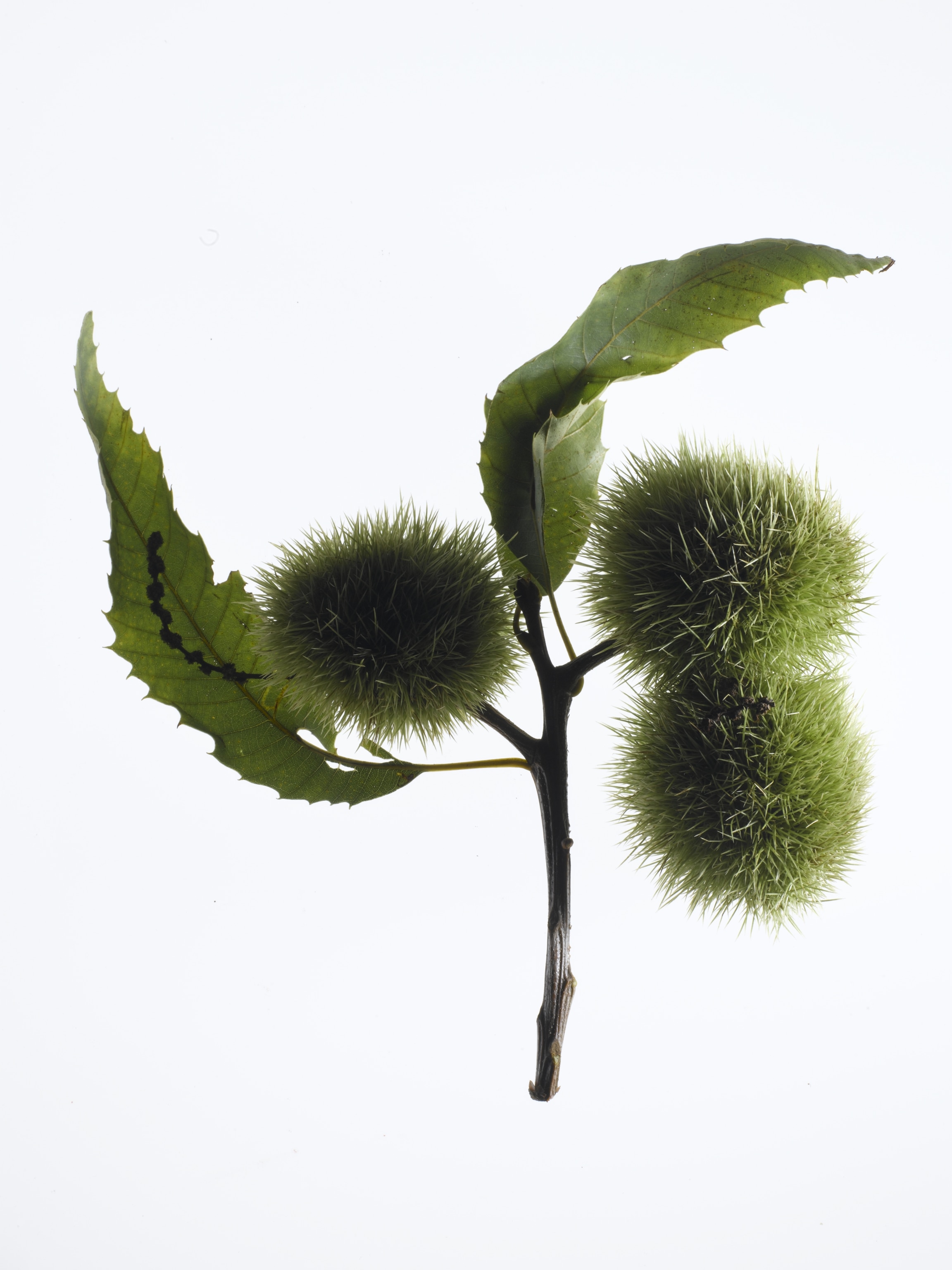 Can We Engineer an American Chestnut Revival?