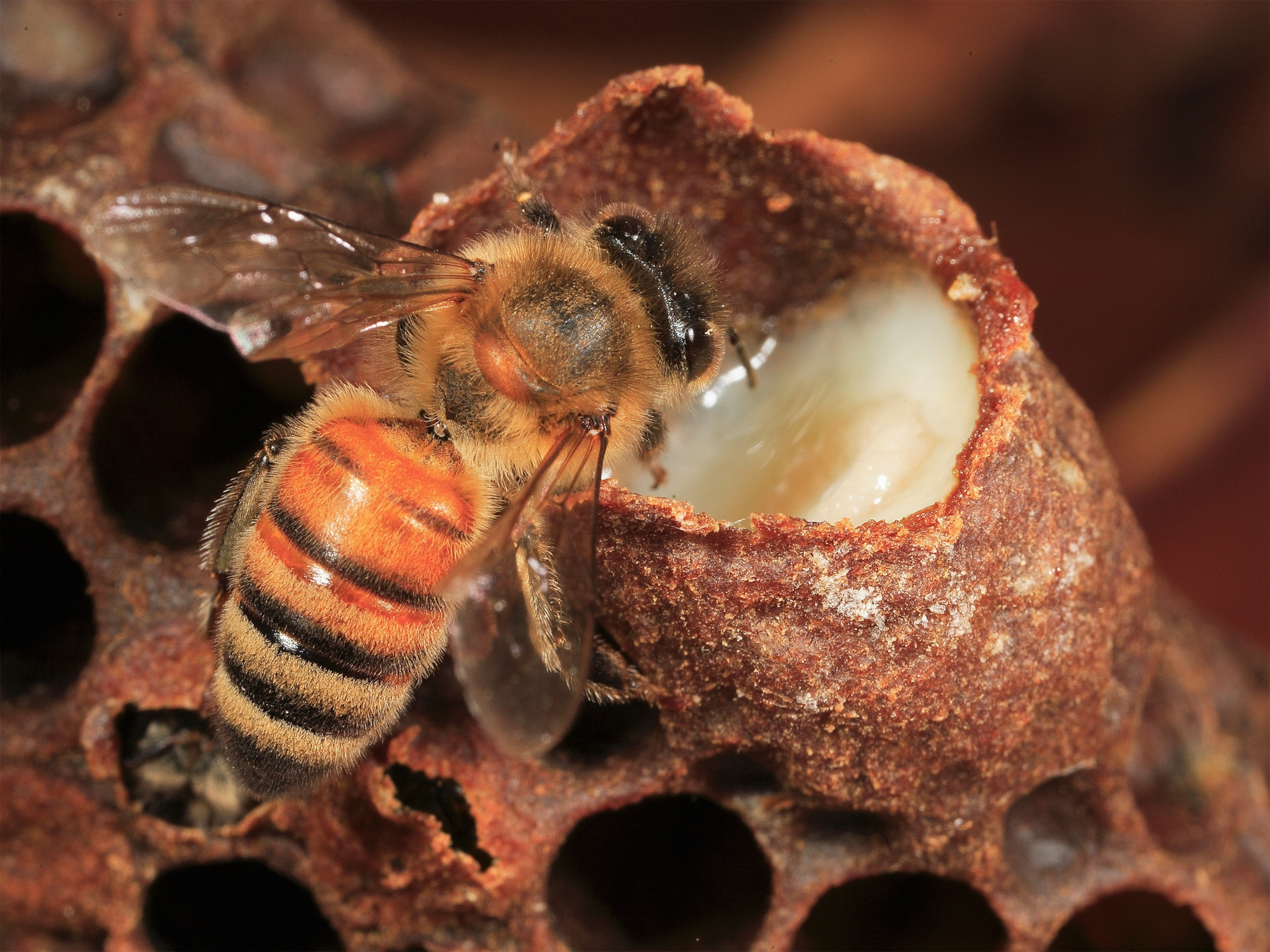 "Easter Island Drug," Bee Nursing Hold Antiaging Secrets?