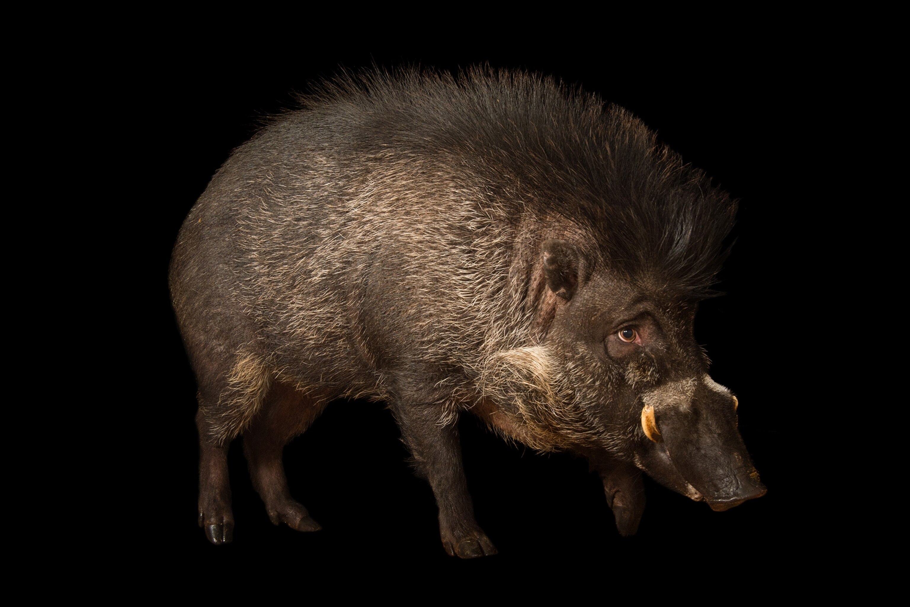 Amazing photos of wild, warty pigs