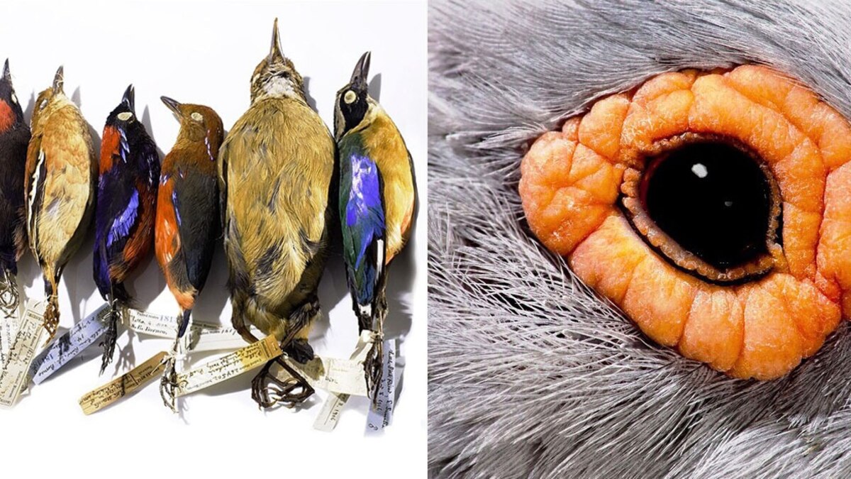 Instants: Birds of a Feather | National Geographic