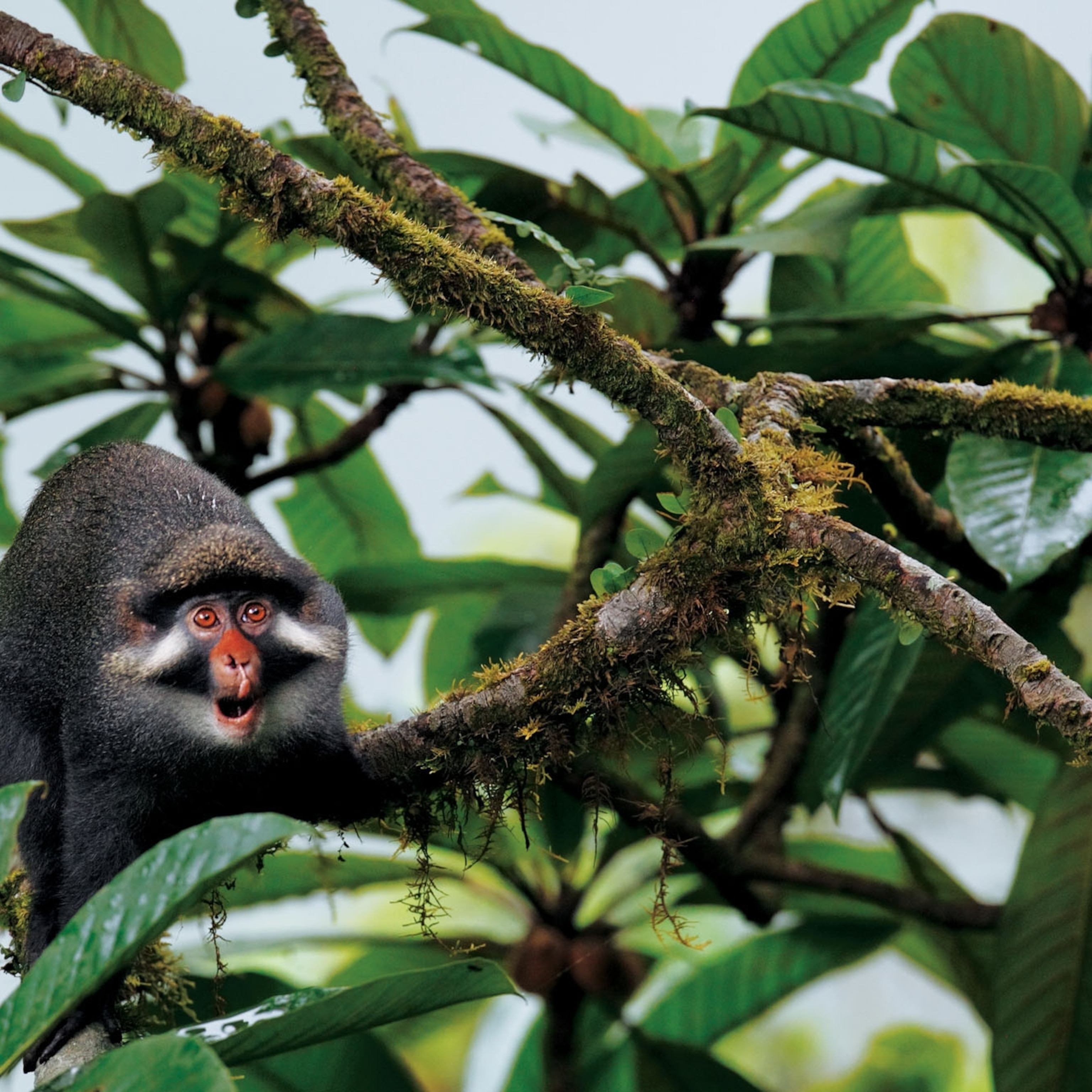 Monkey Falling Out Of Tree Smelling Finger