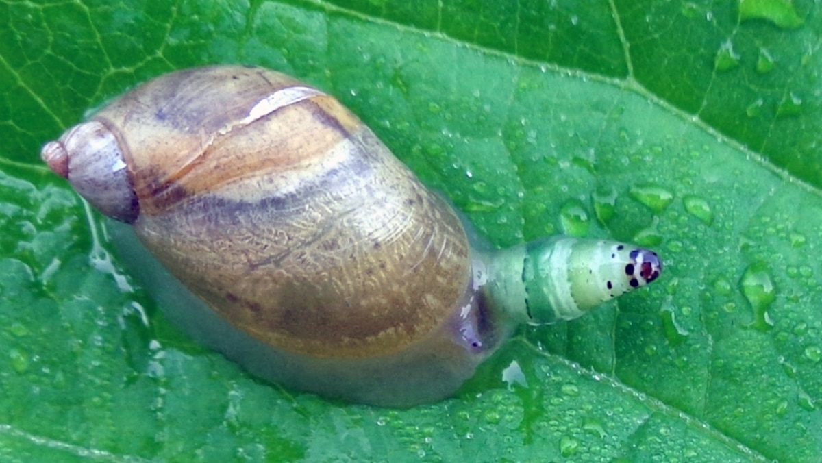 Snail Eye Parasite