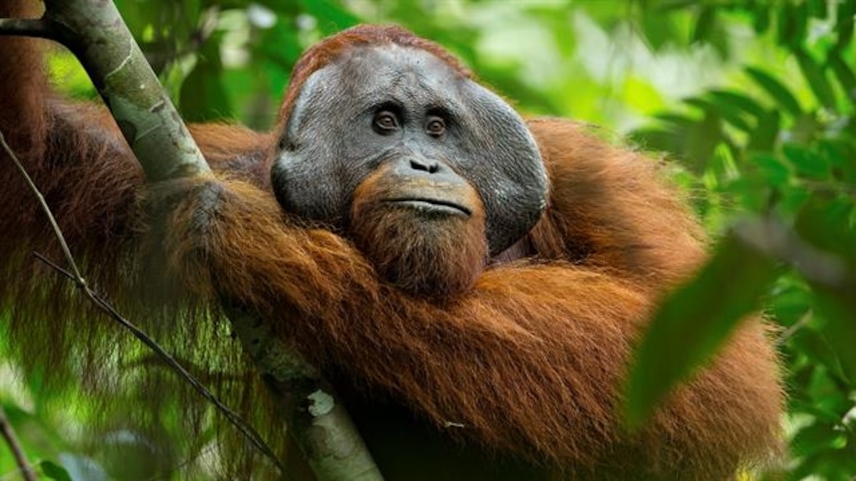 Orangutans May Be Closest Human Relatives, Not Chimps | National Geographic